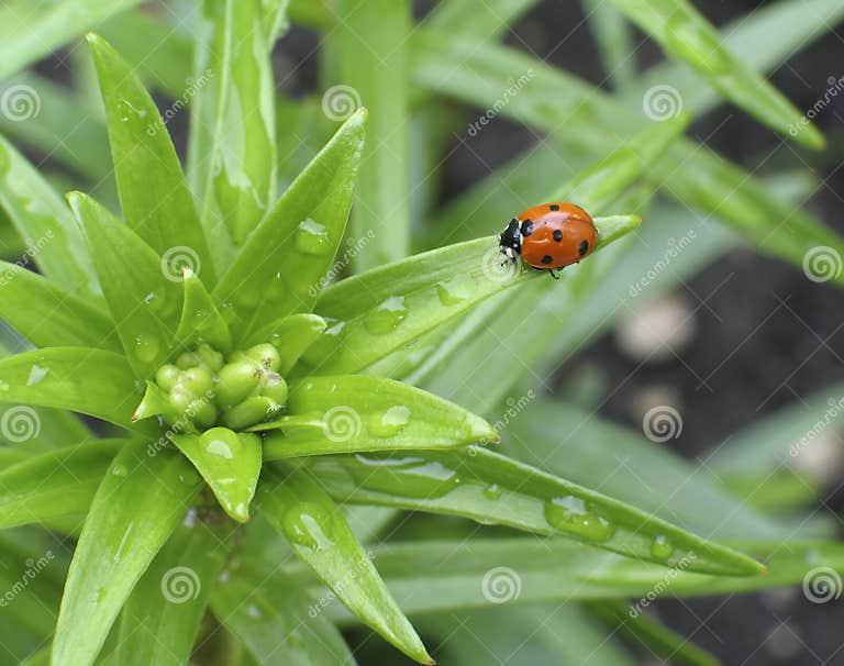 Spring Ladybug stock image. Image of wetness, ladybug, green - 686665