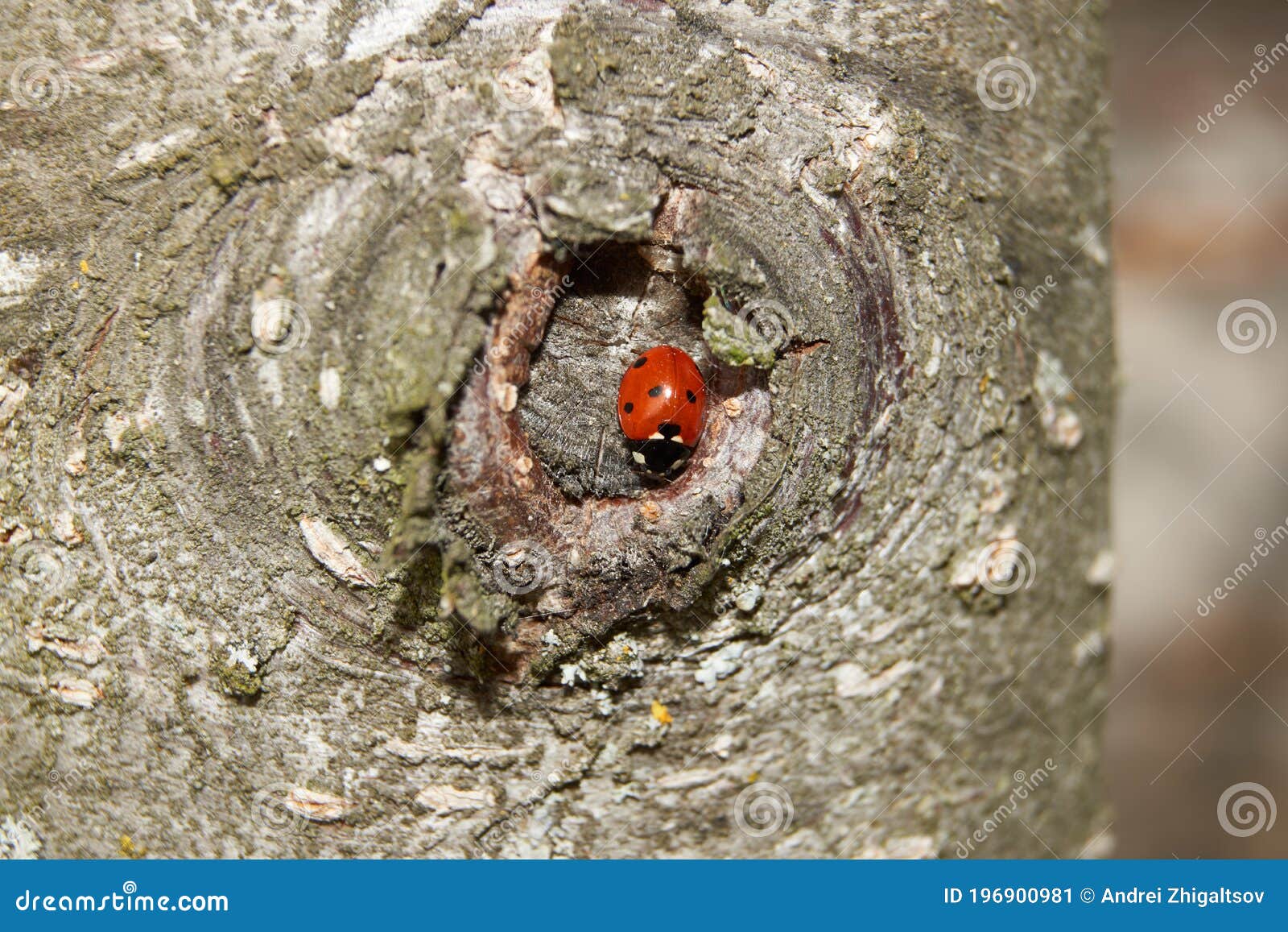 Spring. Ladybugs Woke Up and Rejoice in the Spring Warmth and Sun ...