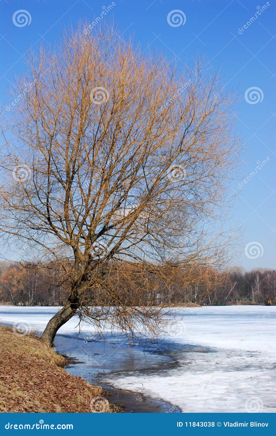 Spring on the lake. stock photo. Image of blue, water - 11843038