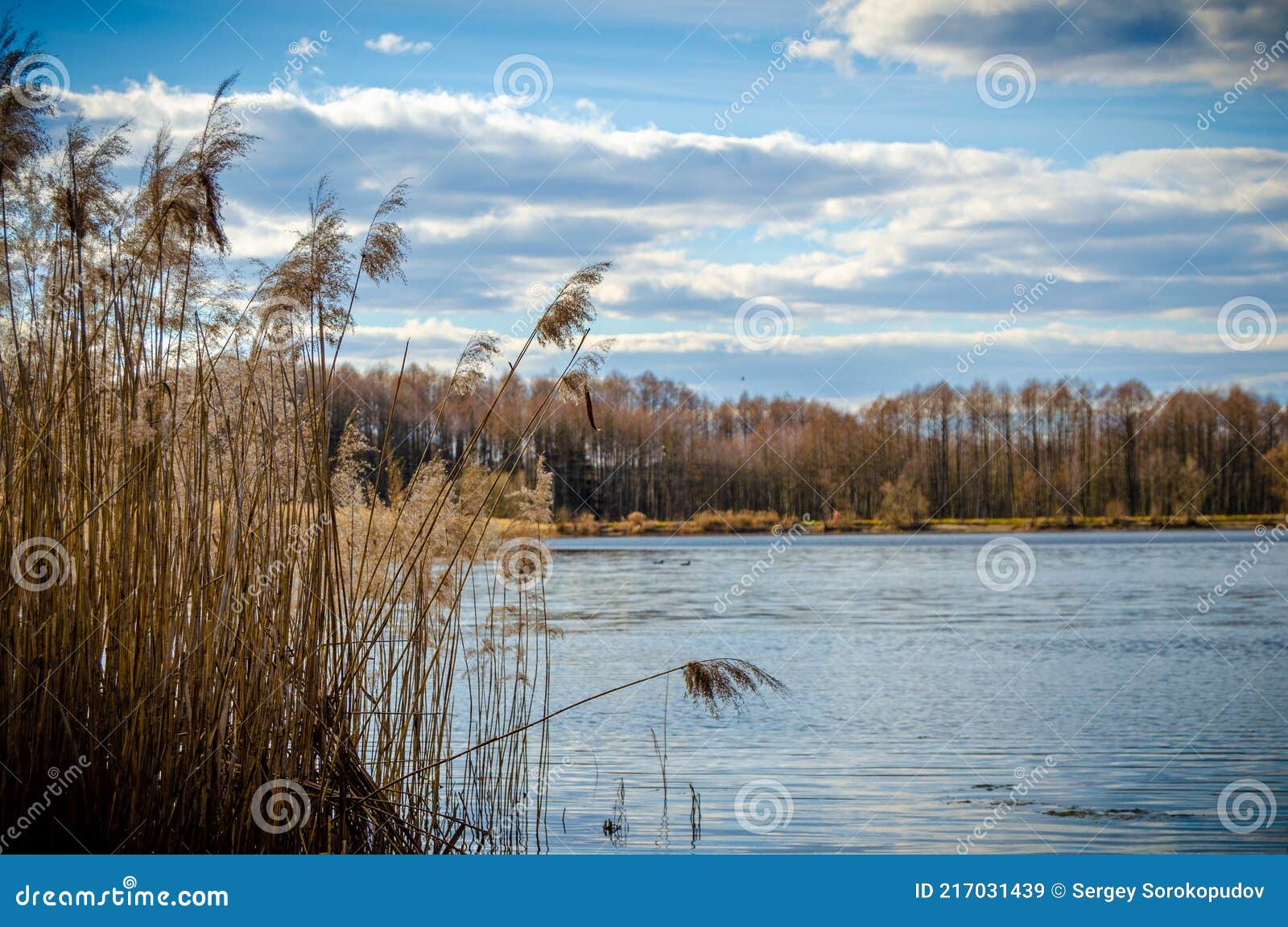 The spring lake stock image. Image of shore, tree, landscape - 217031439