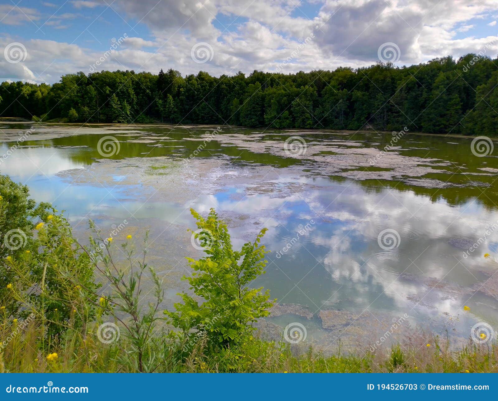 Spring lake in the forest stock image. Image of wilderness - 194526703
