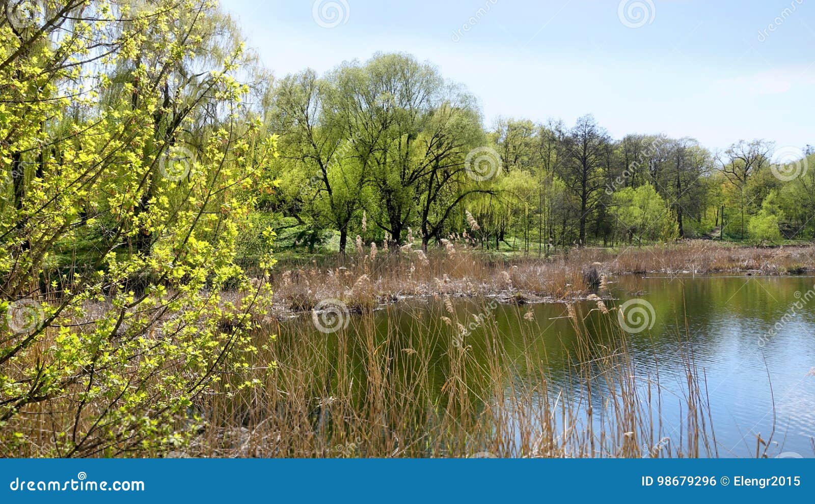 Spring Lake, Reflection of Trees in the Water Stock Photo - Image of ...