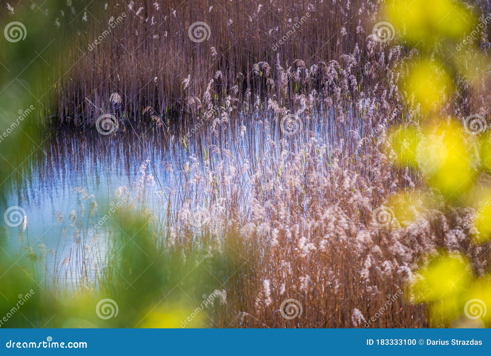 Spring Lake View through Leaves Stock Photo - Image of green, tree ...