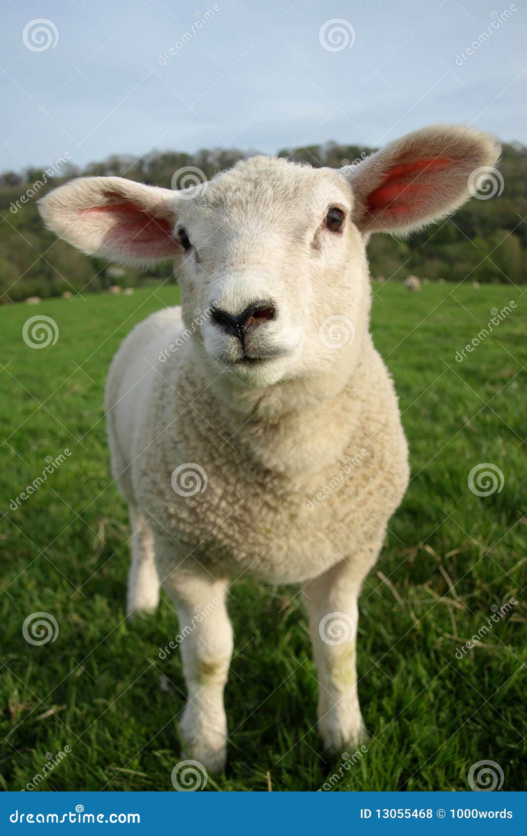 Spring Lamb stock photo. Image of domesticated, blank - 13055468