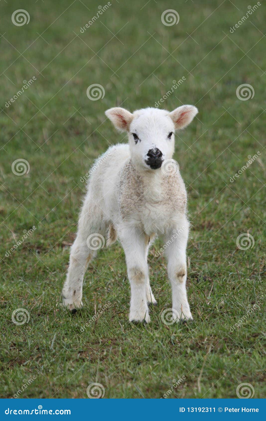 Spring Lamb stock image. Image of baby, natural, lamb - 13192311