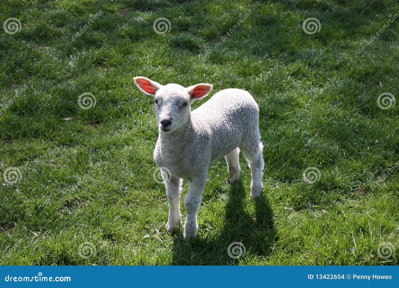 Spring lamb stock photo. Image of sunshine, grass, meadow - 13422654