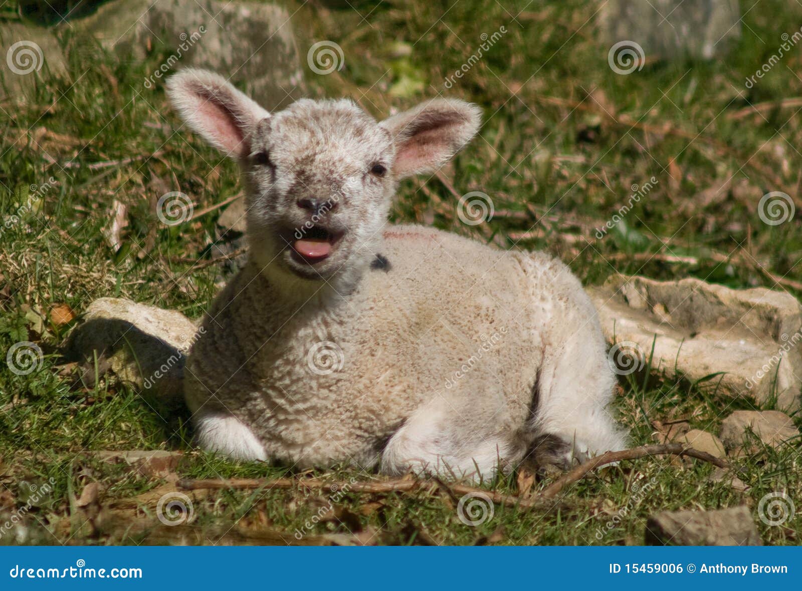 Spring lamb stock photo. Image of lamb, farm, spring - 15459006