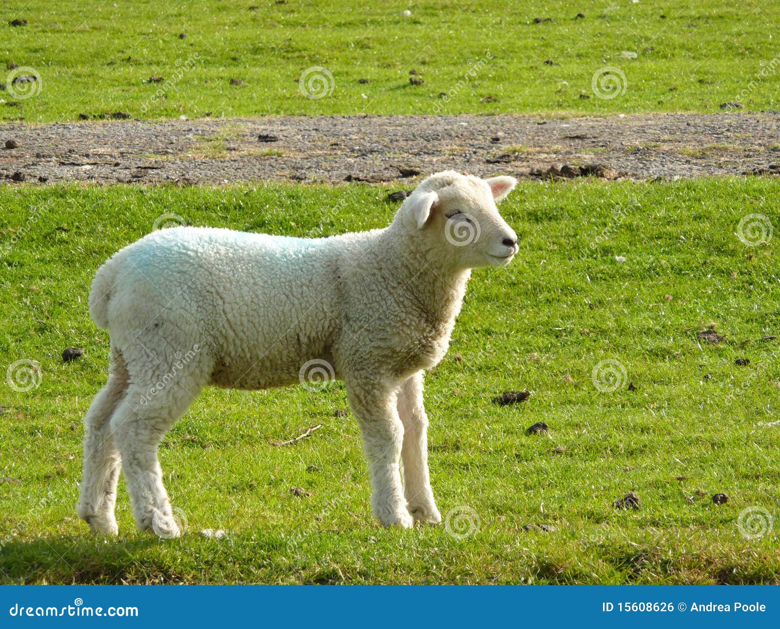 Spring Lamb stock photo. Image of baby, spring, woolly - 15608626