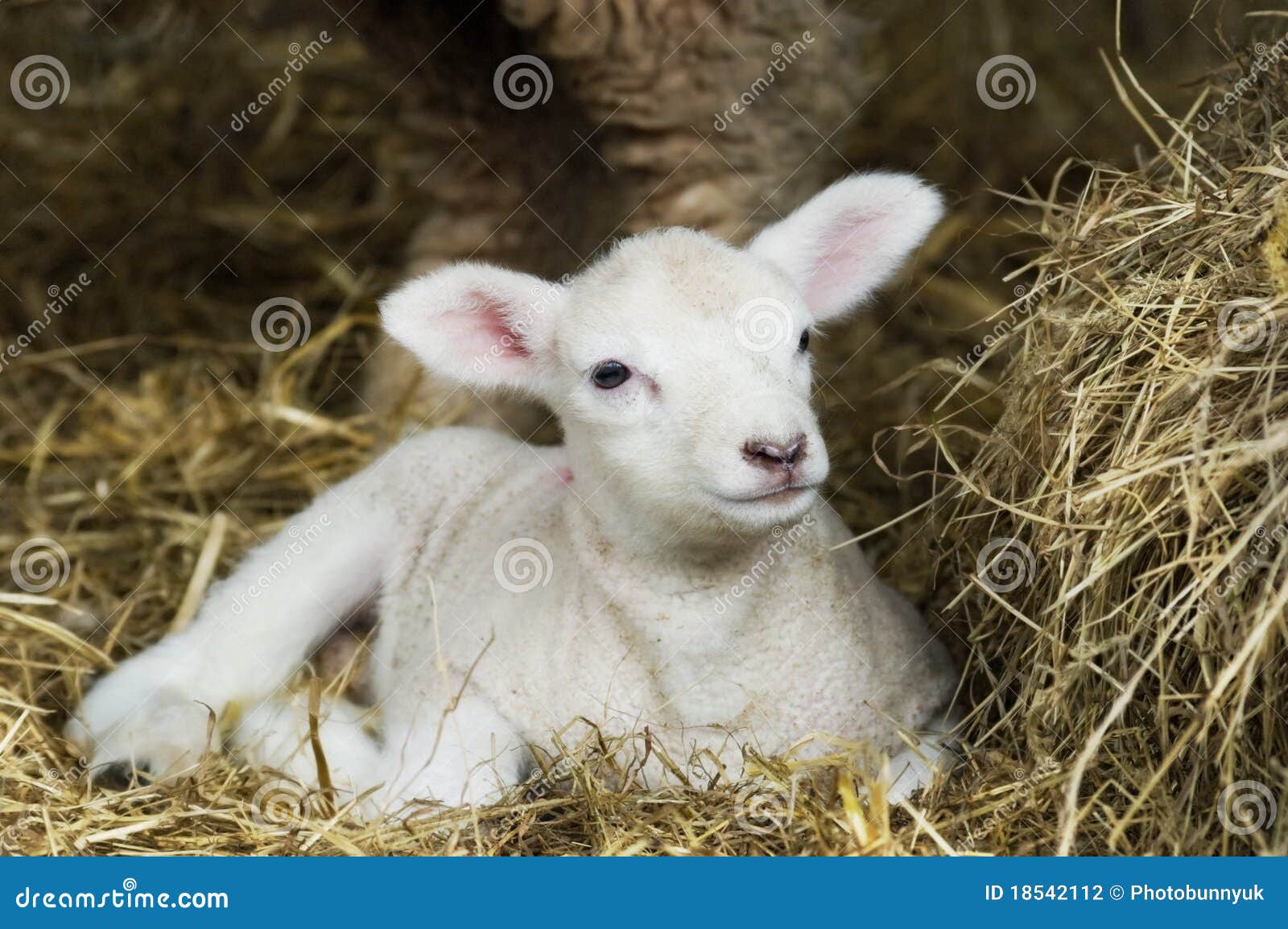 Spring Lamb stock photo. Image of baby, agriculture, farm - 18542112