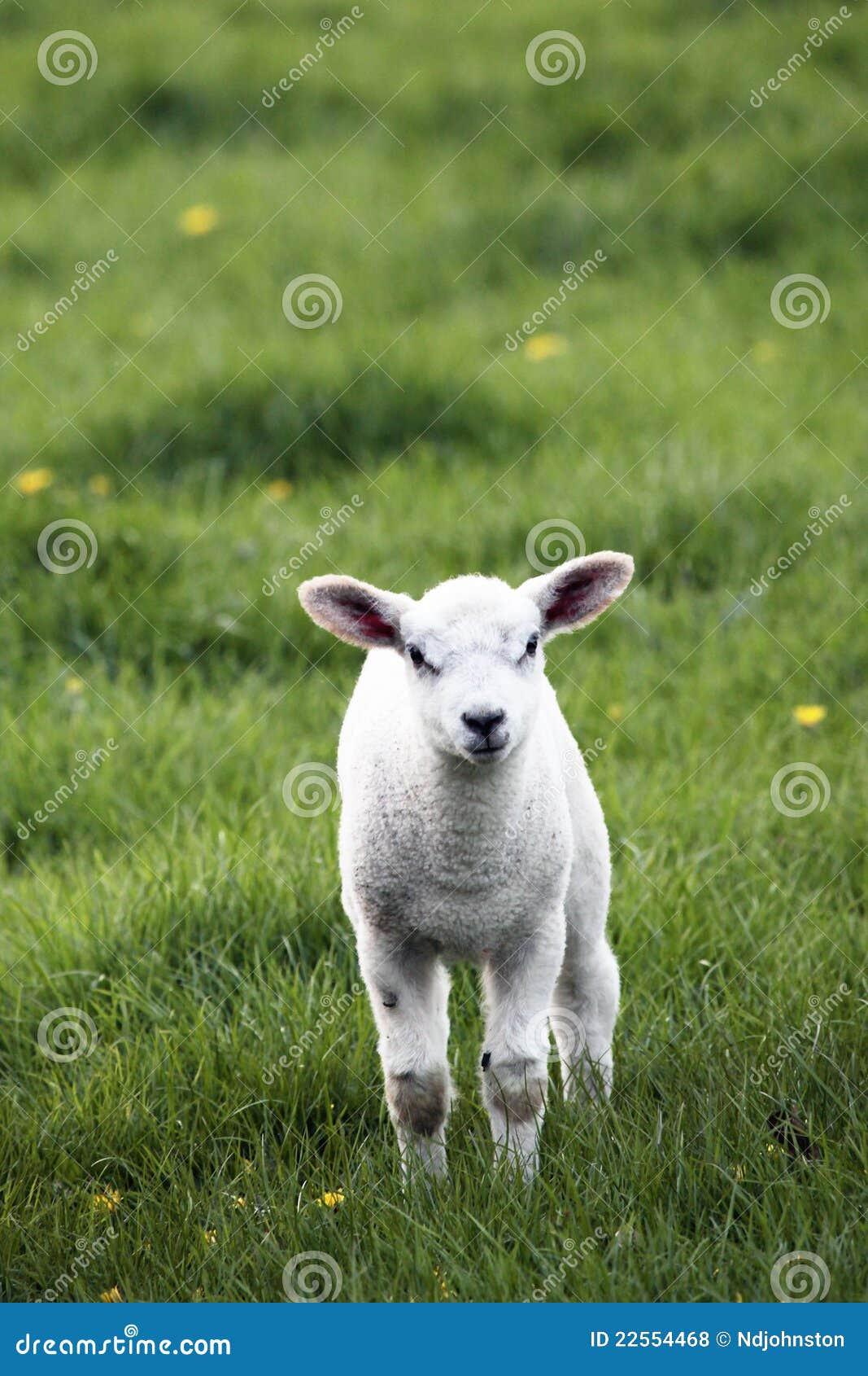 Spring Lamb stock photo. Image of grass, wool, sheep - 22554468