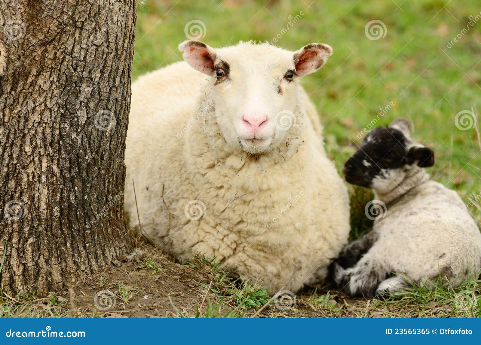Spring Lamb stock image. Image of white, field, meat - 23565365