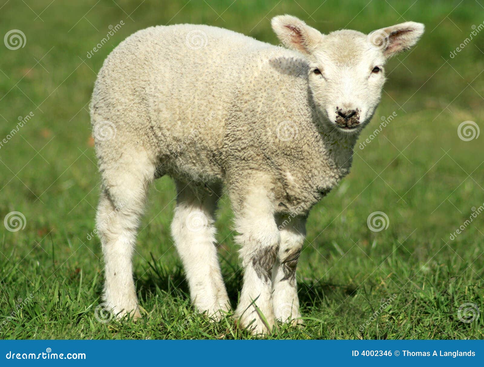 Spring Lamb stock photo. Image of soft, white, animal - 4002346