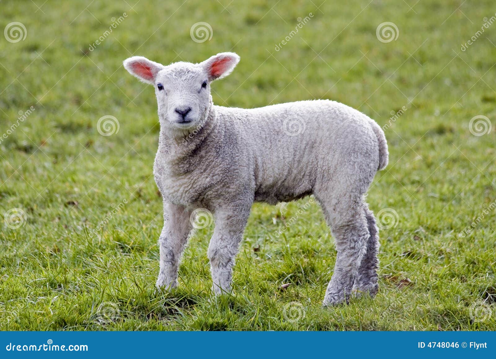 Spring lamb stock photo. Image of look, curious, stare - 4748046