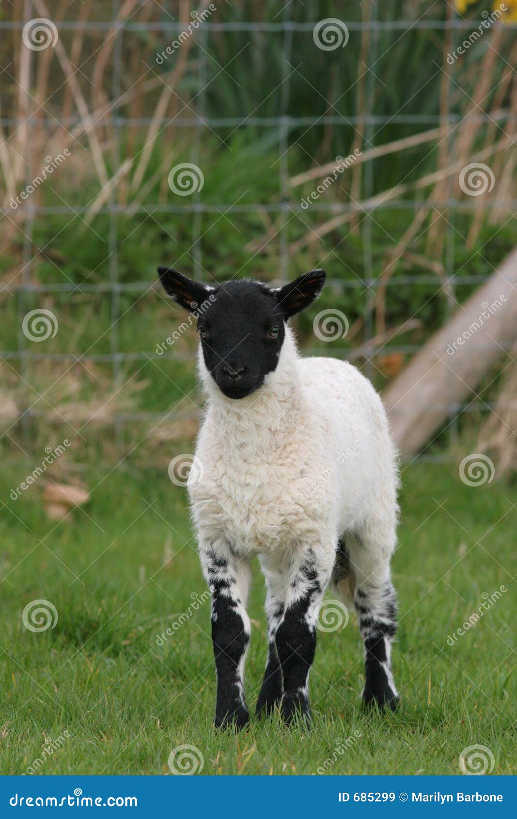 Spring Lamb stock image. Image of countryside, environment - 685299