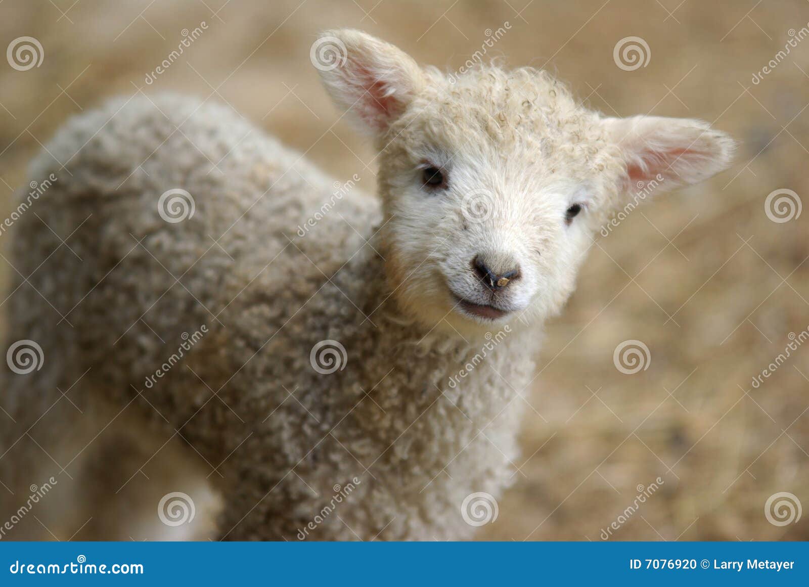 Spring Lamb stock photo. Image of tame, woolly, sheep - 7076920