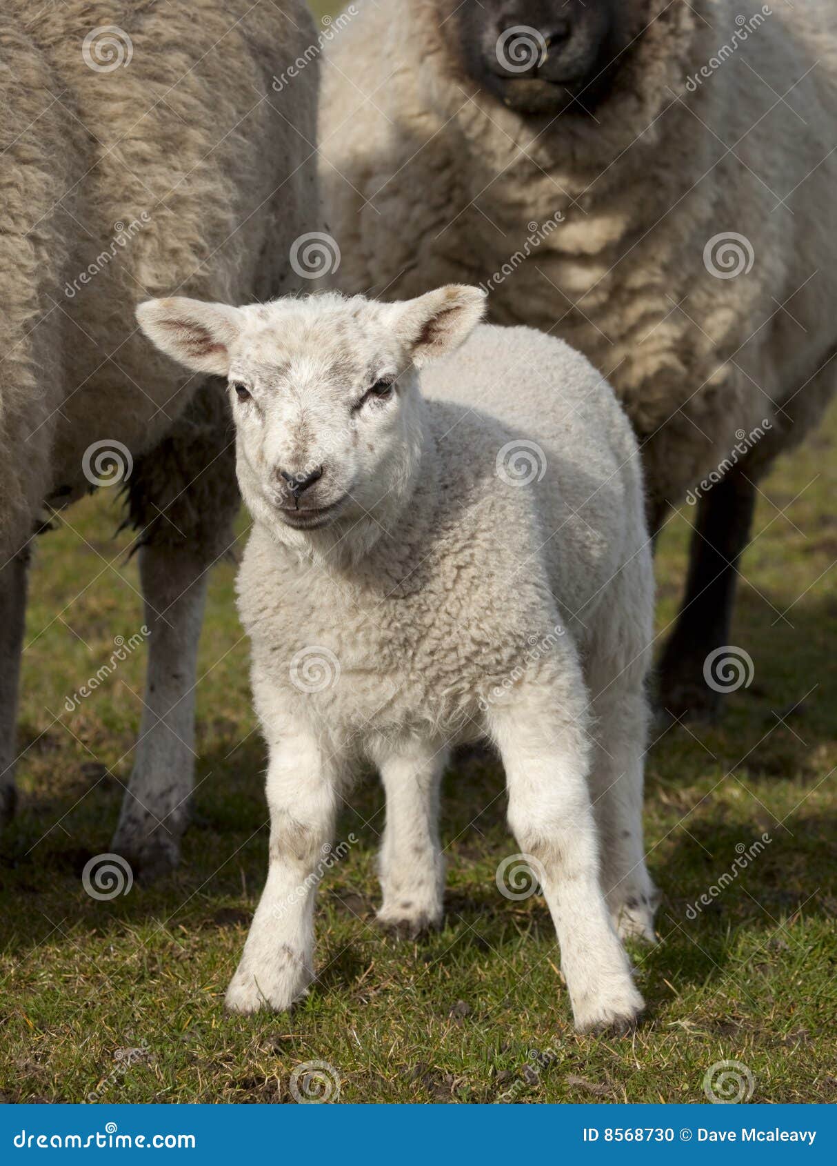 Spring lamb stock photo. Image of fleece, lamb, farming - 8568730