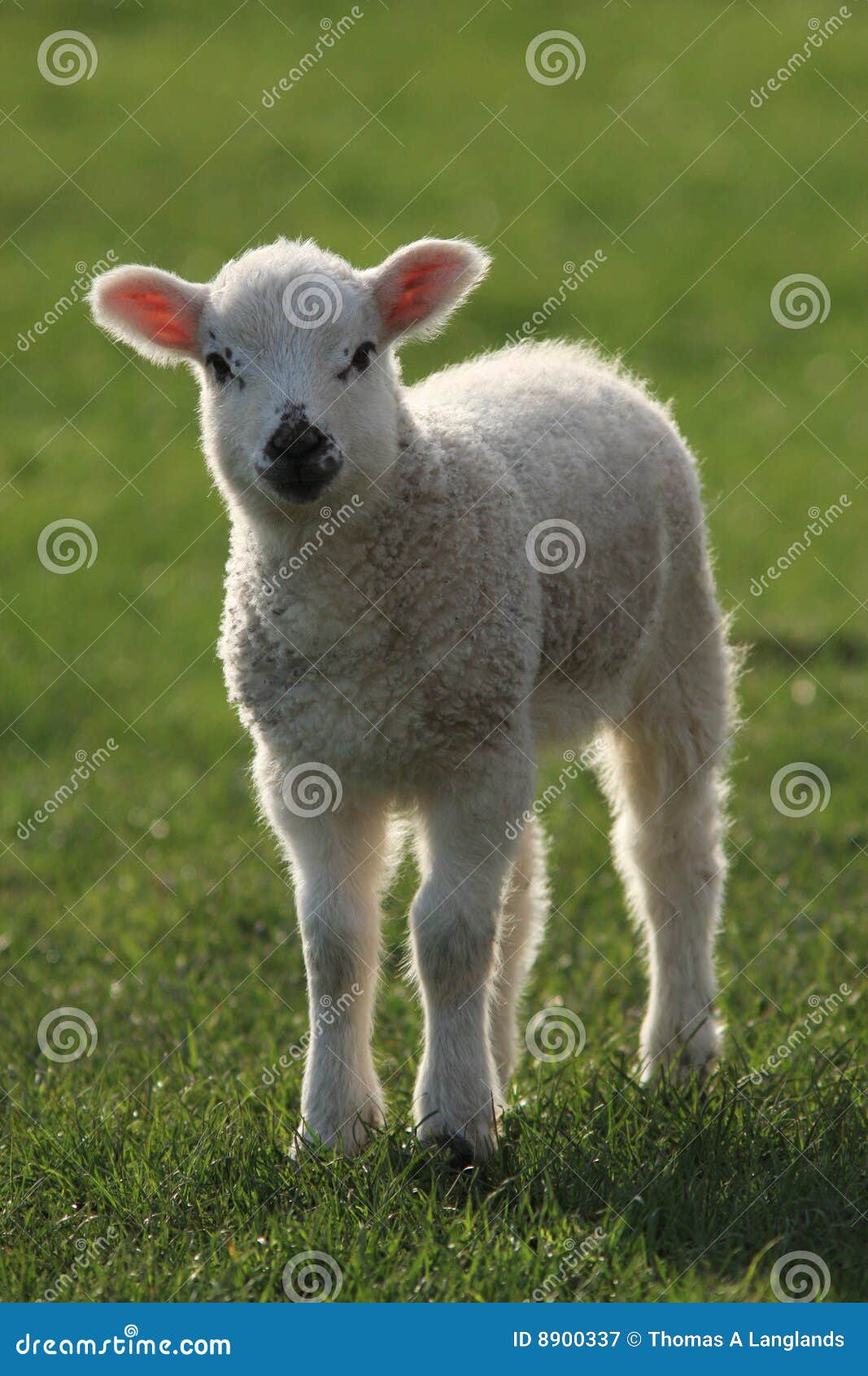 Spring Lamb stock image. Image of cuddly, springtime, livestock - 8900337
