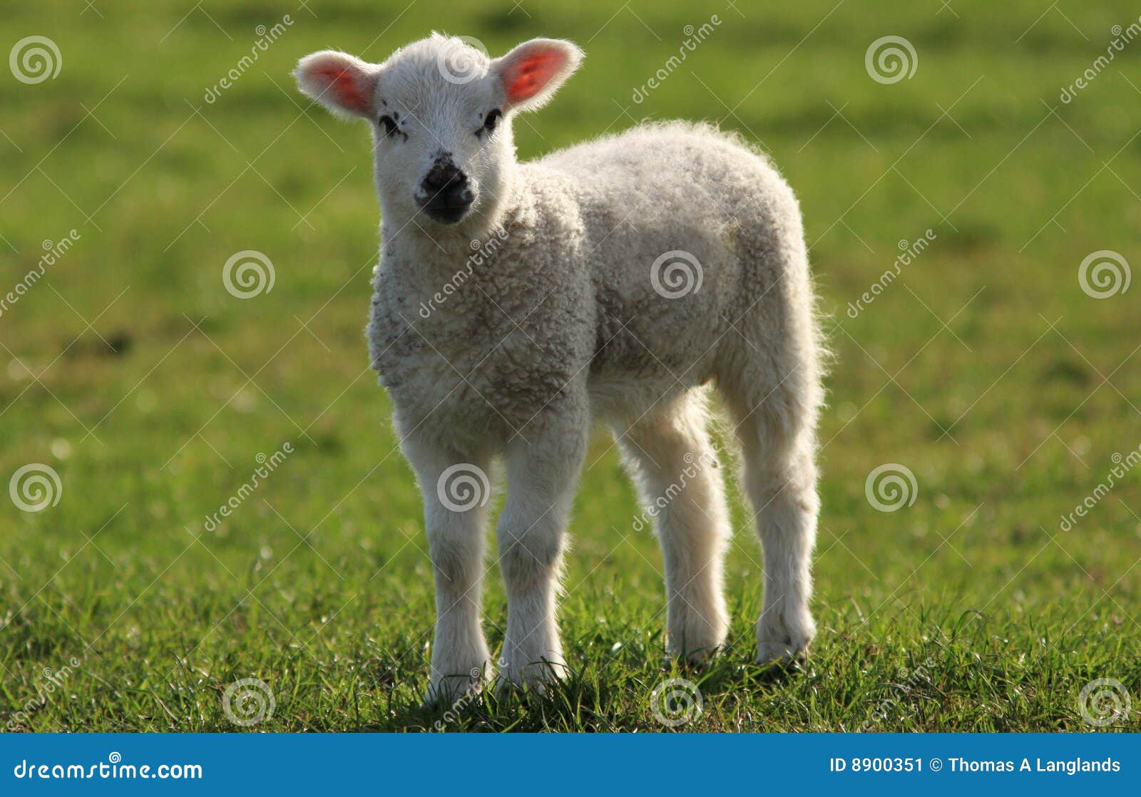 Spring Lamb stock image. Image of countryside, landscape - 8900351