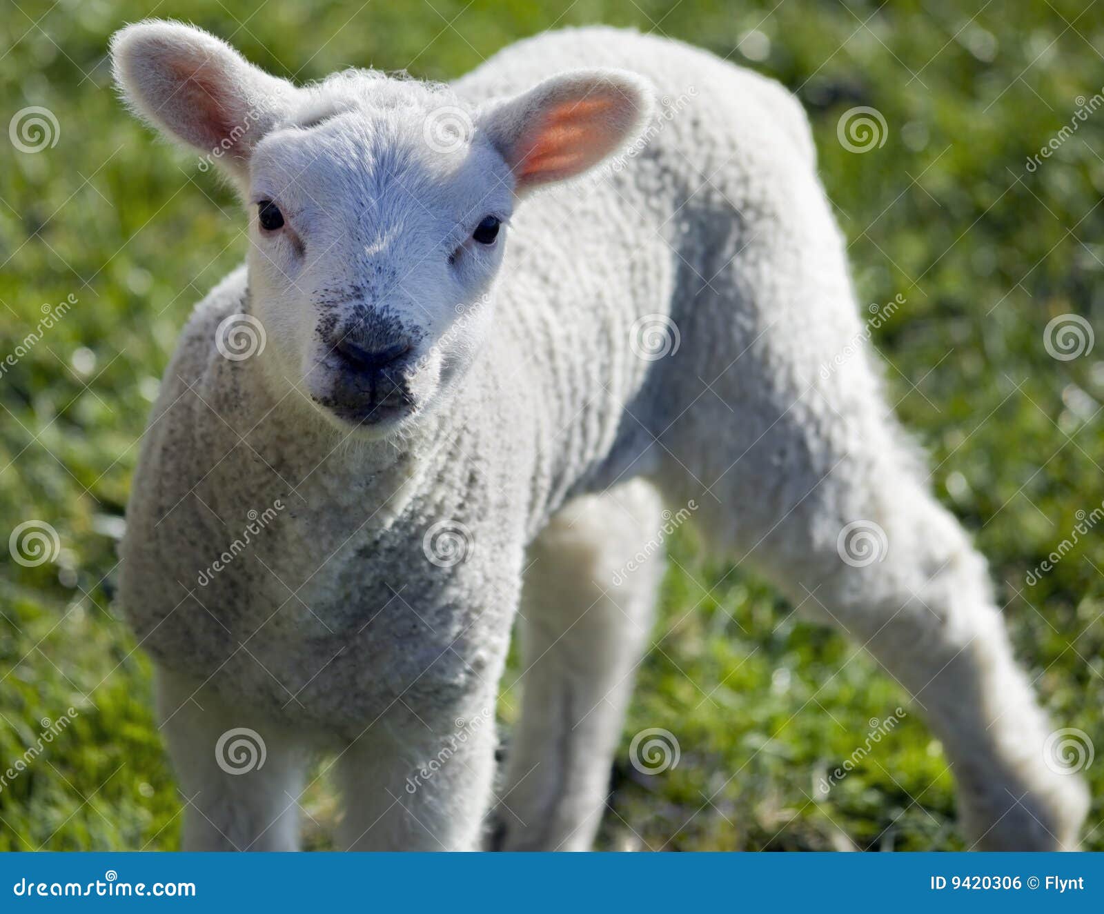 Spring lamb stock photo. Image of farm, lamb, field, farming - 9420306
