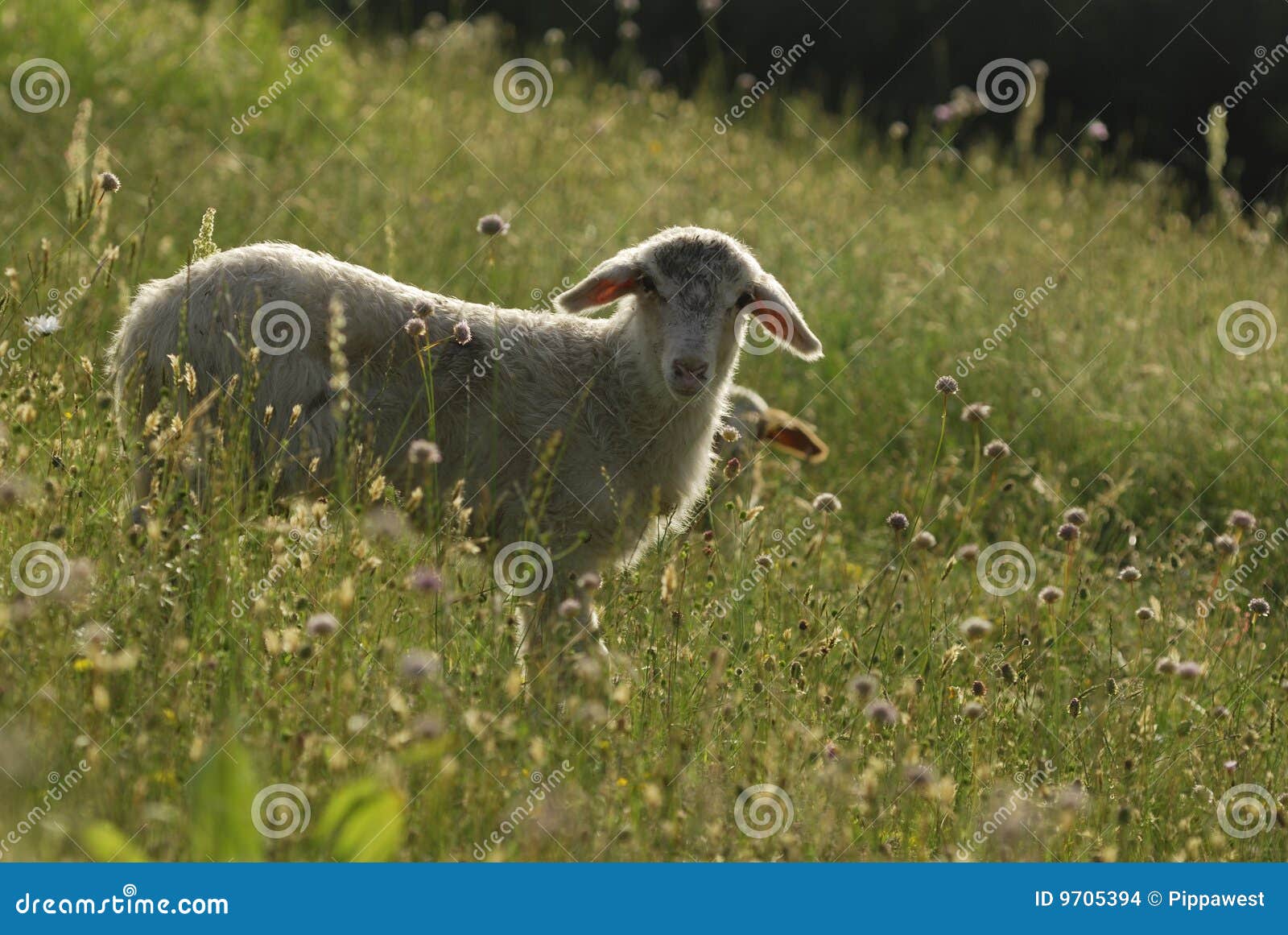Spring lamb stock photo. Image of lamb, spring, italy - 9705394