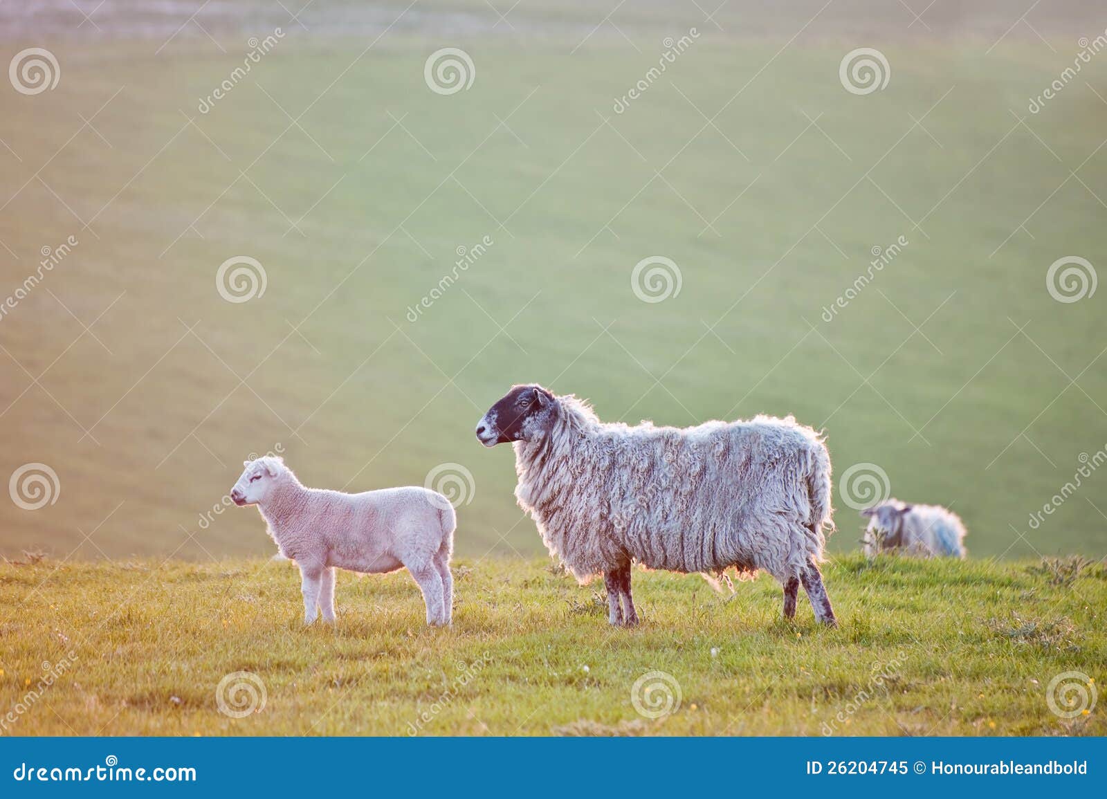 Spring Lamb and Ewe Sheep in Sunrise Landscape Stock Image - Image of ...