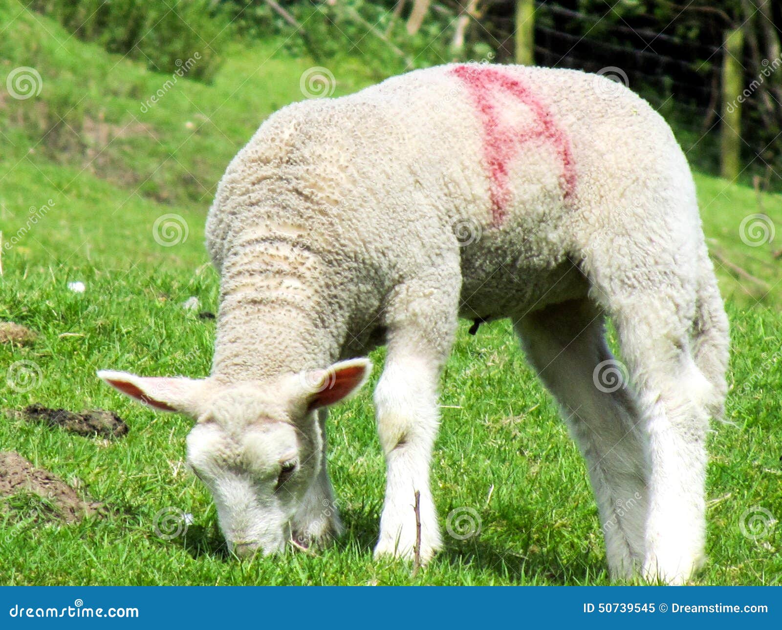 Spring lamb grazing stock image. Image of lamb, meadow - 50739545