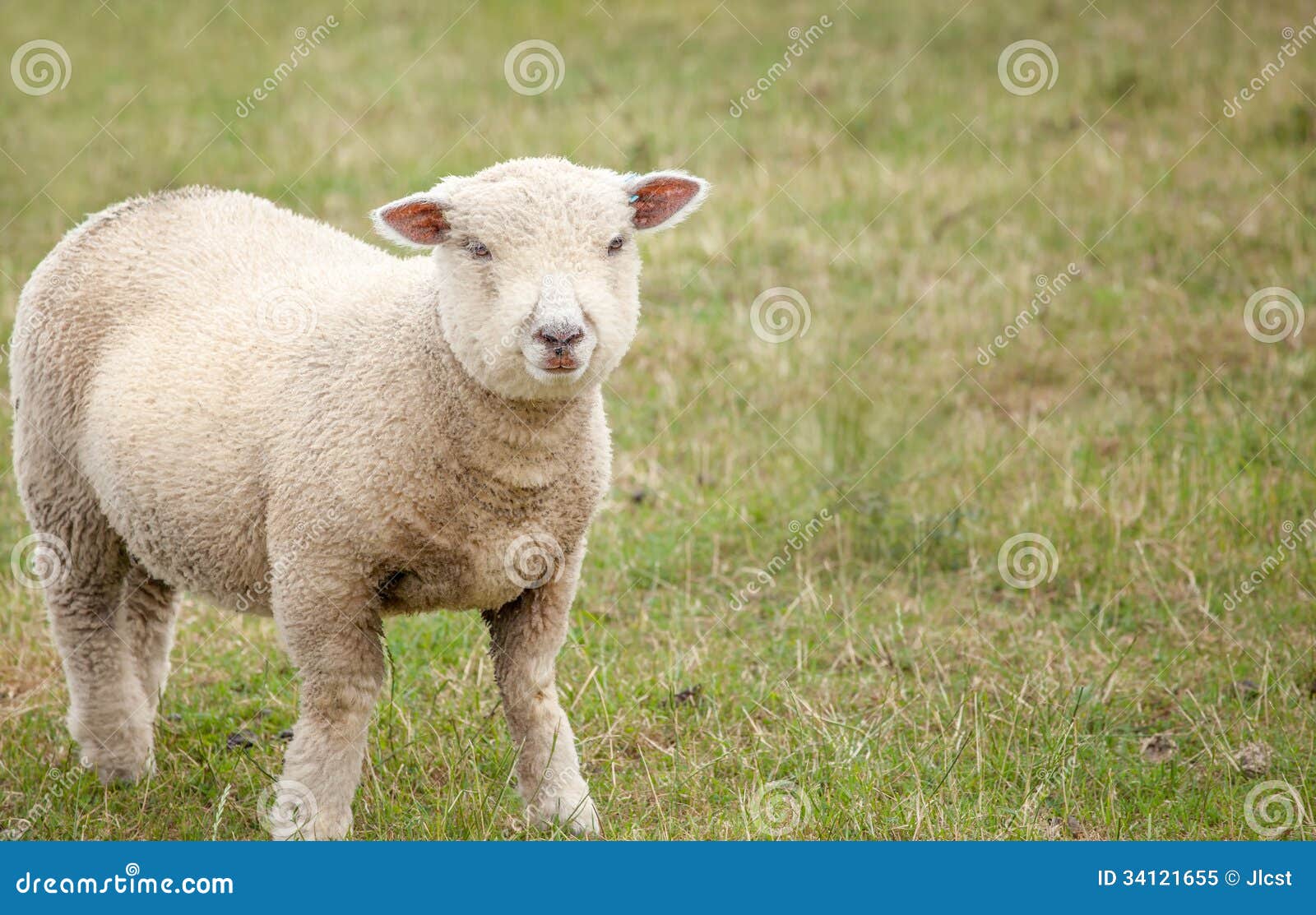 Spring Lamb stock image. Image of close, nature, farmland - 34121655