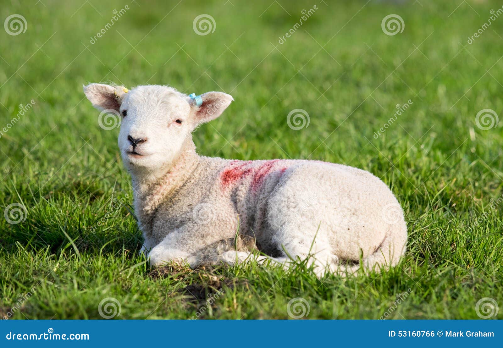 Spring Lamb lying in field stock photo. Image of green - 53160766
