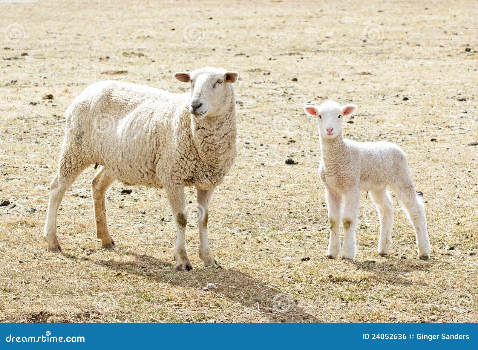 Spring Lamb with Mom stock photo. Image of happy, sheep - 24052636