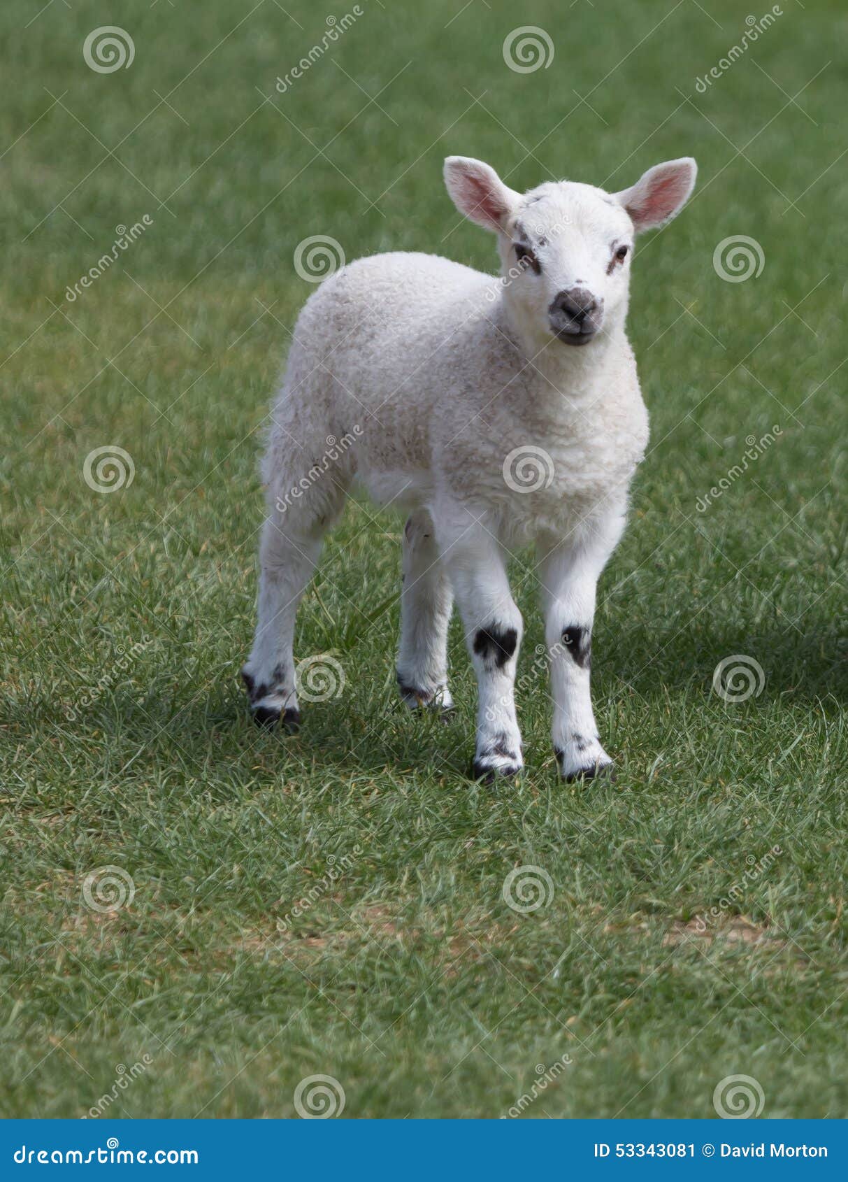 Spring lamb stock image. Image of spring, field, grass - 53343081