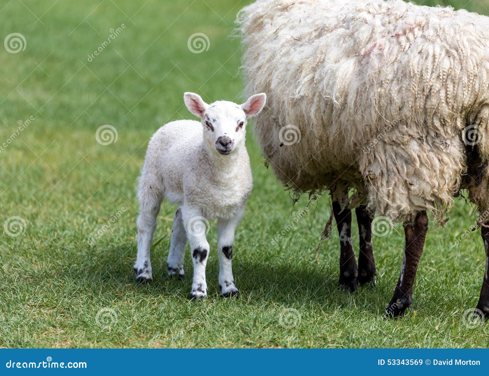 Spring lamb stock image. Image of young, nature, mother - 53343569