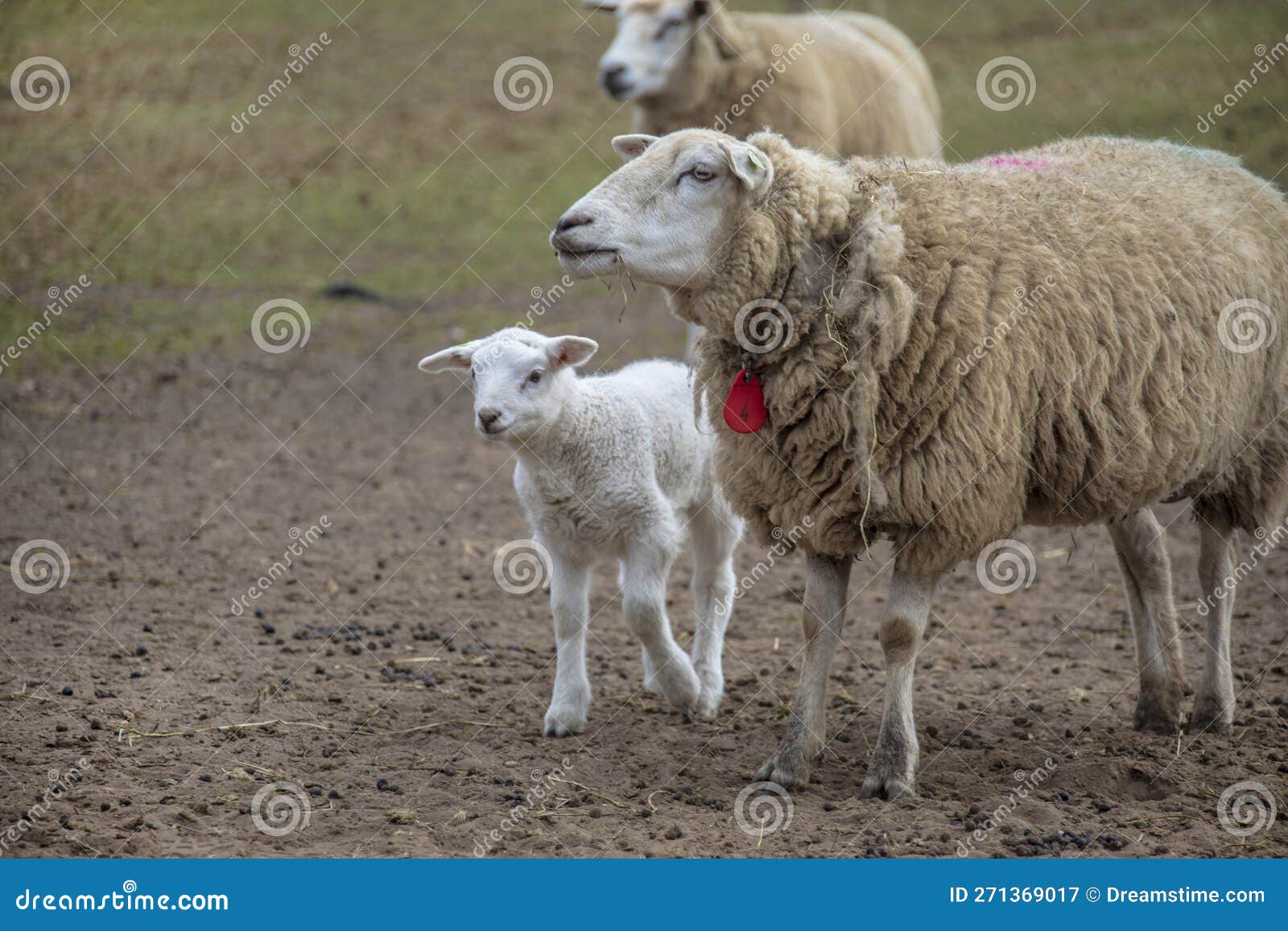 Spring Lamb. Sheep in Field with Its New Born Lamb Stock Image - Image ...
