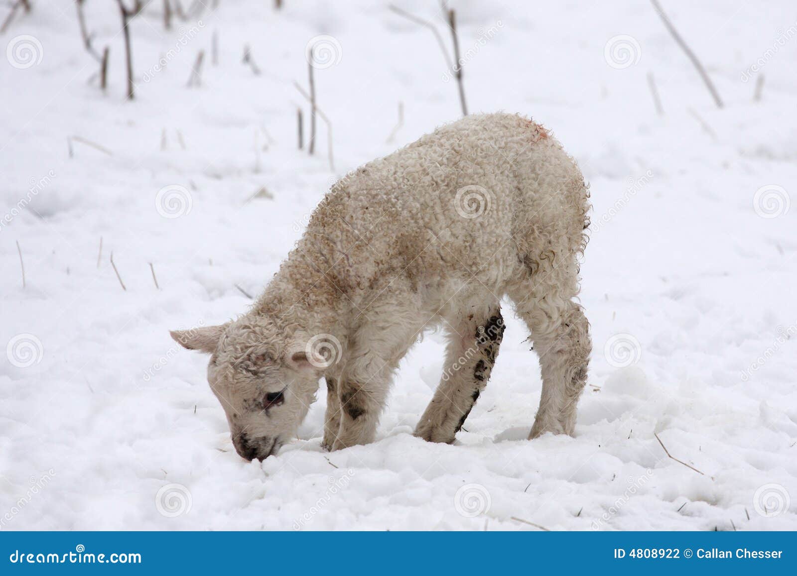 Spring Lamb In The Snow Picture. Image: 4808922