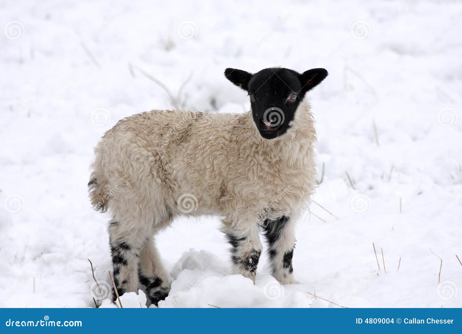 Spring Lamb In The Snow Picture. Image: 4809004