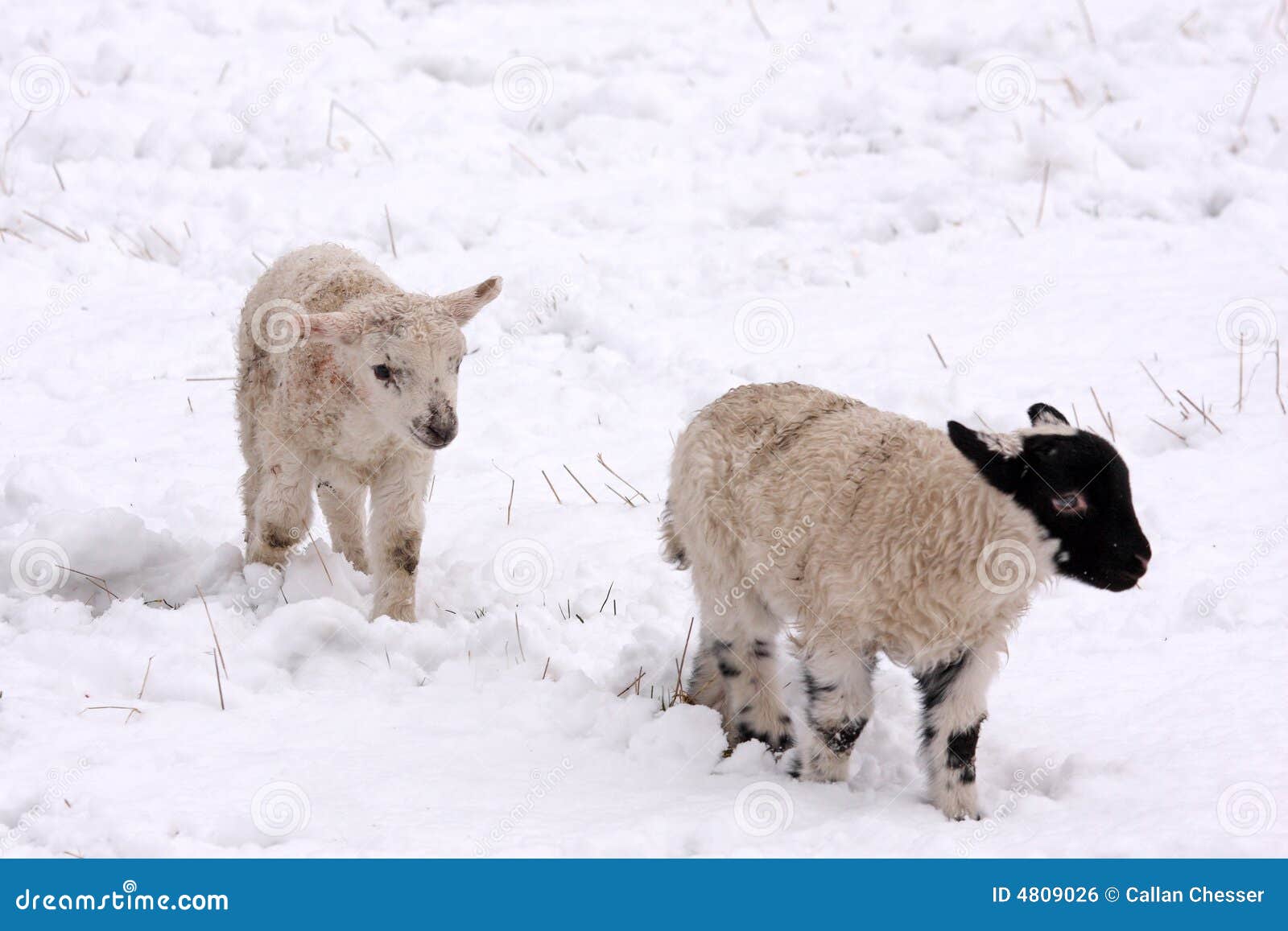 Spring lamb in the snow stock photo. Image of field, hooves - 4809026