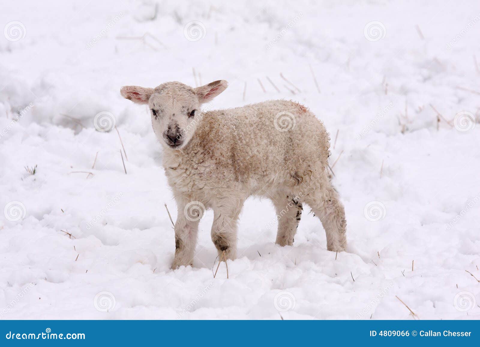 Spring lamb in the snow stock photo. Image of freezing - 4809066