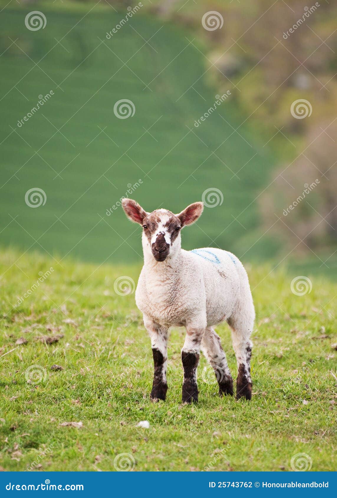 Spring Lamb in Spring Rural Farm Landscape Stock Photo - Image of rural ...