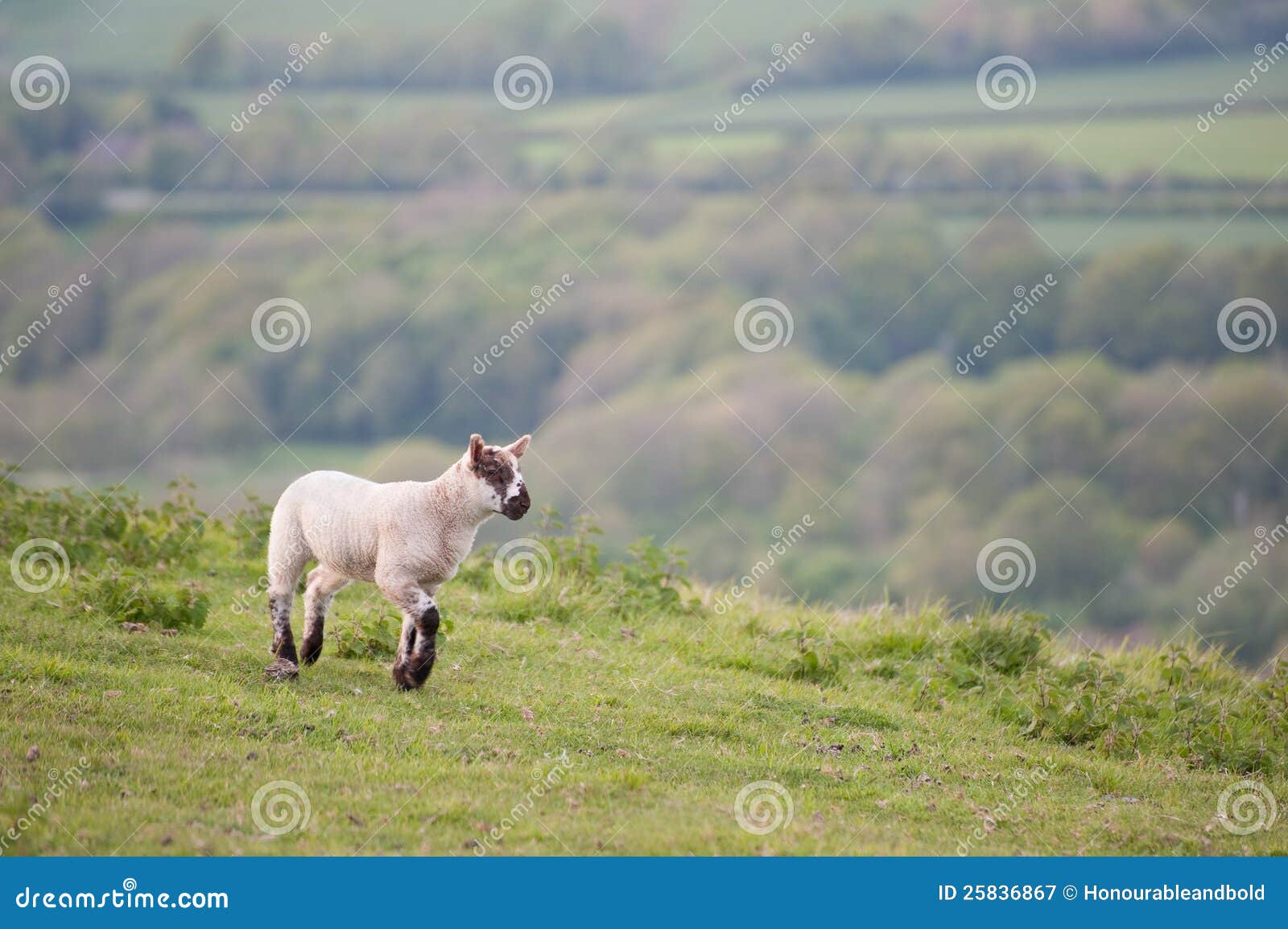 Spring Lamb in Spring Rural Farm Landscape Stock Image - Image of ...
