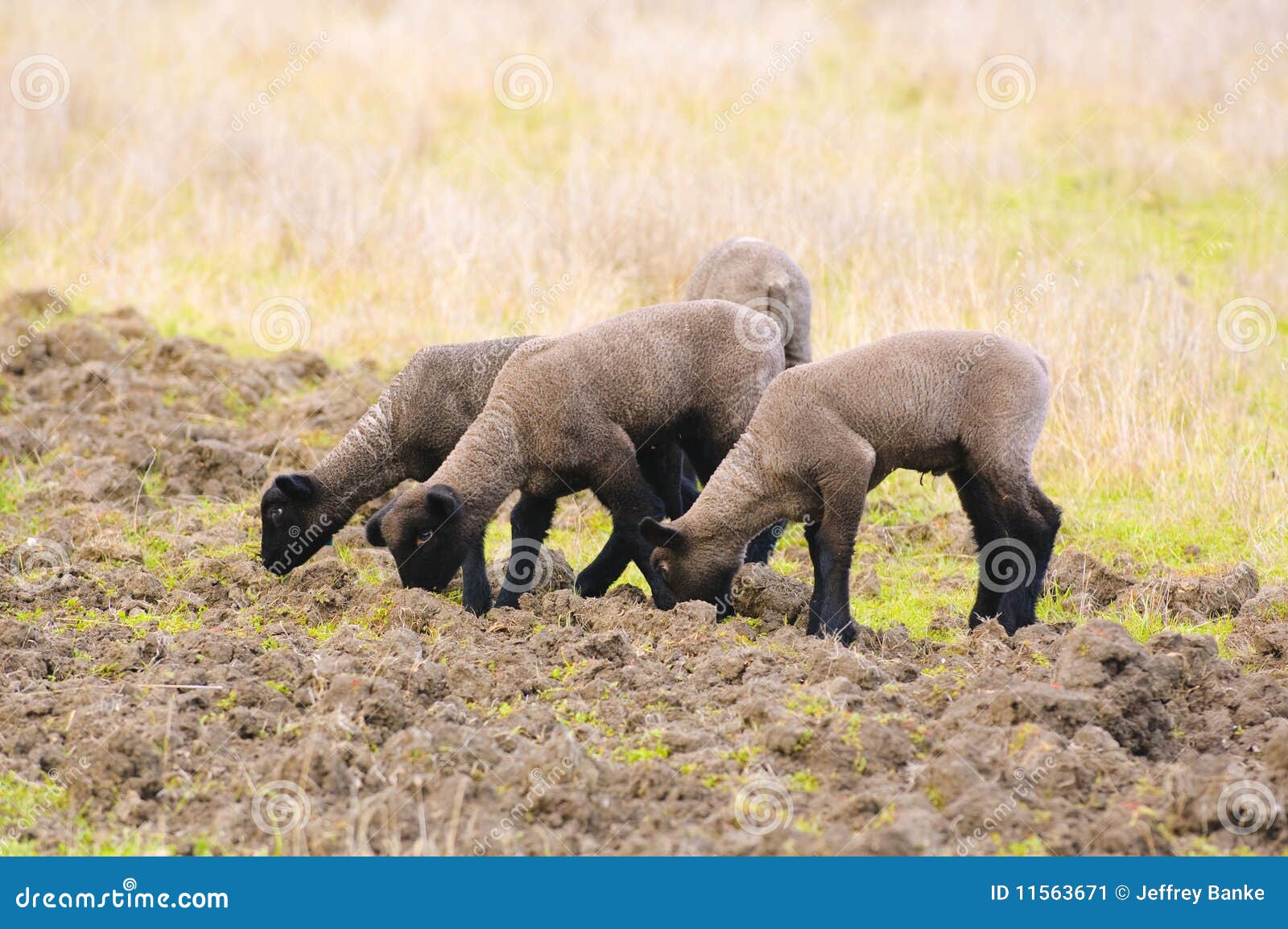 Spring lambs stock image. Image of sheep, animals, growing - 11563671