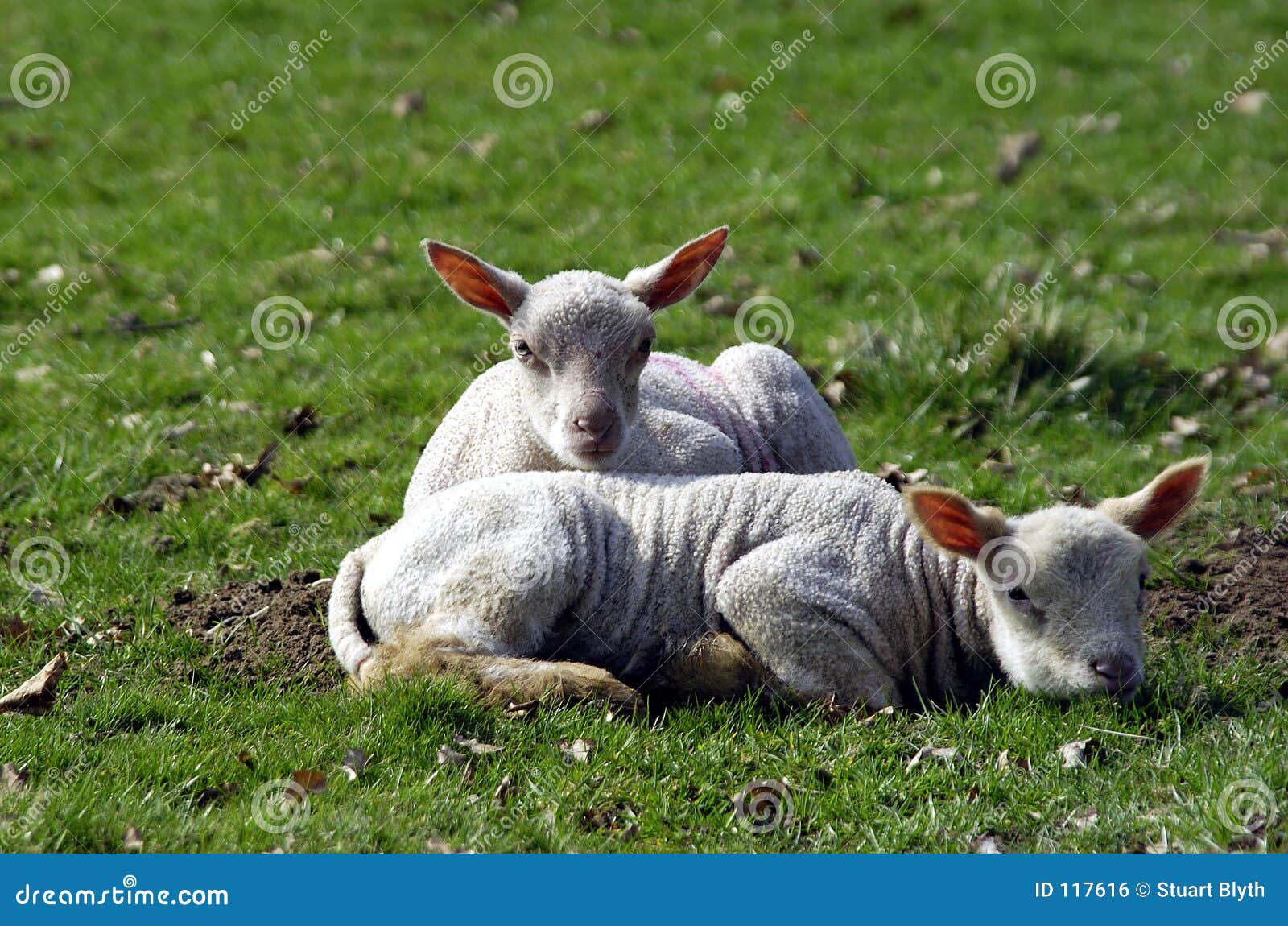 Spring Lambs stock photo. Image of baby, adolescent, sheep - 117616