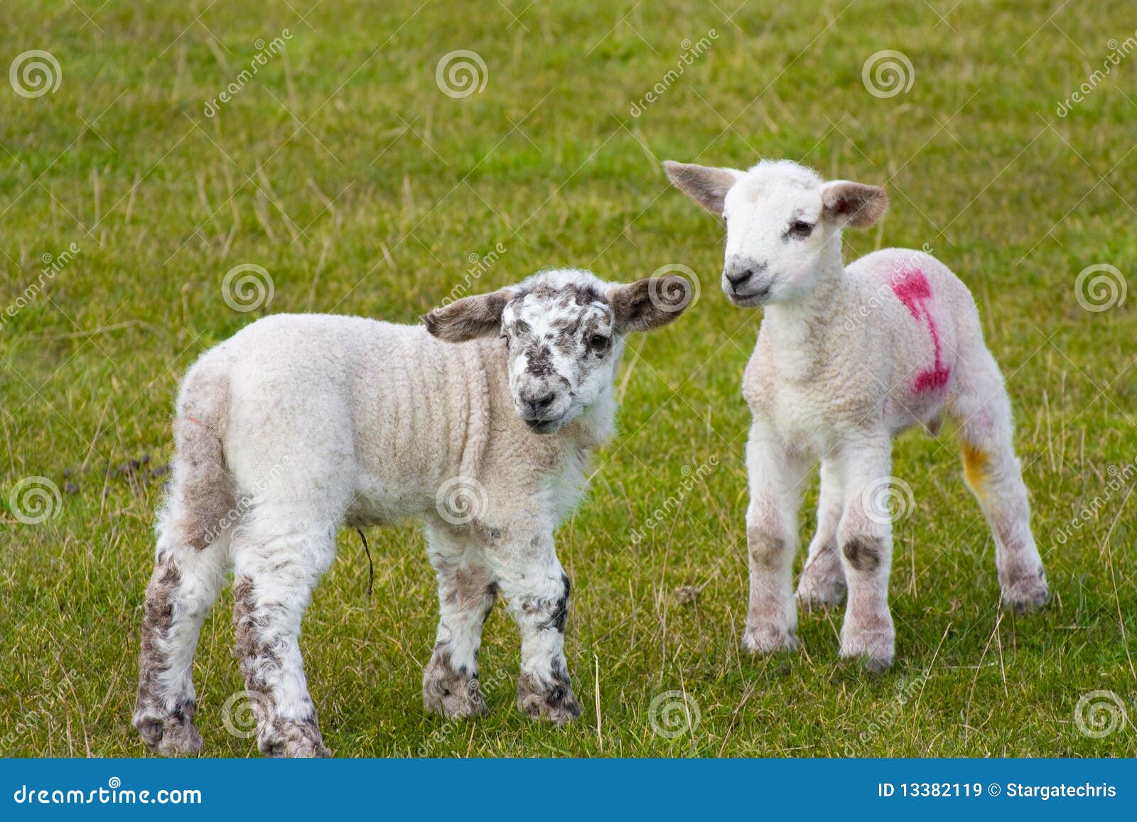 Spring Lambs stock image. Image of baby, sibling, farm - 13382119