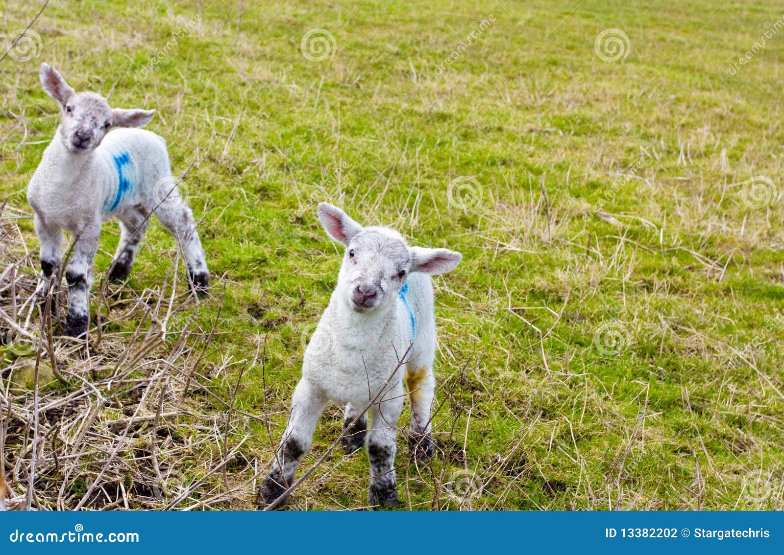 Spring Lambs stock photo. Image of farmland, land, cute - 13382202
