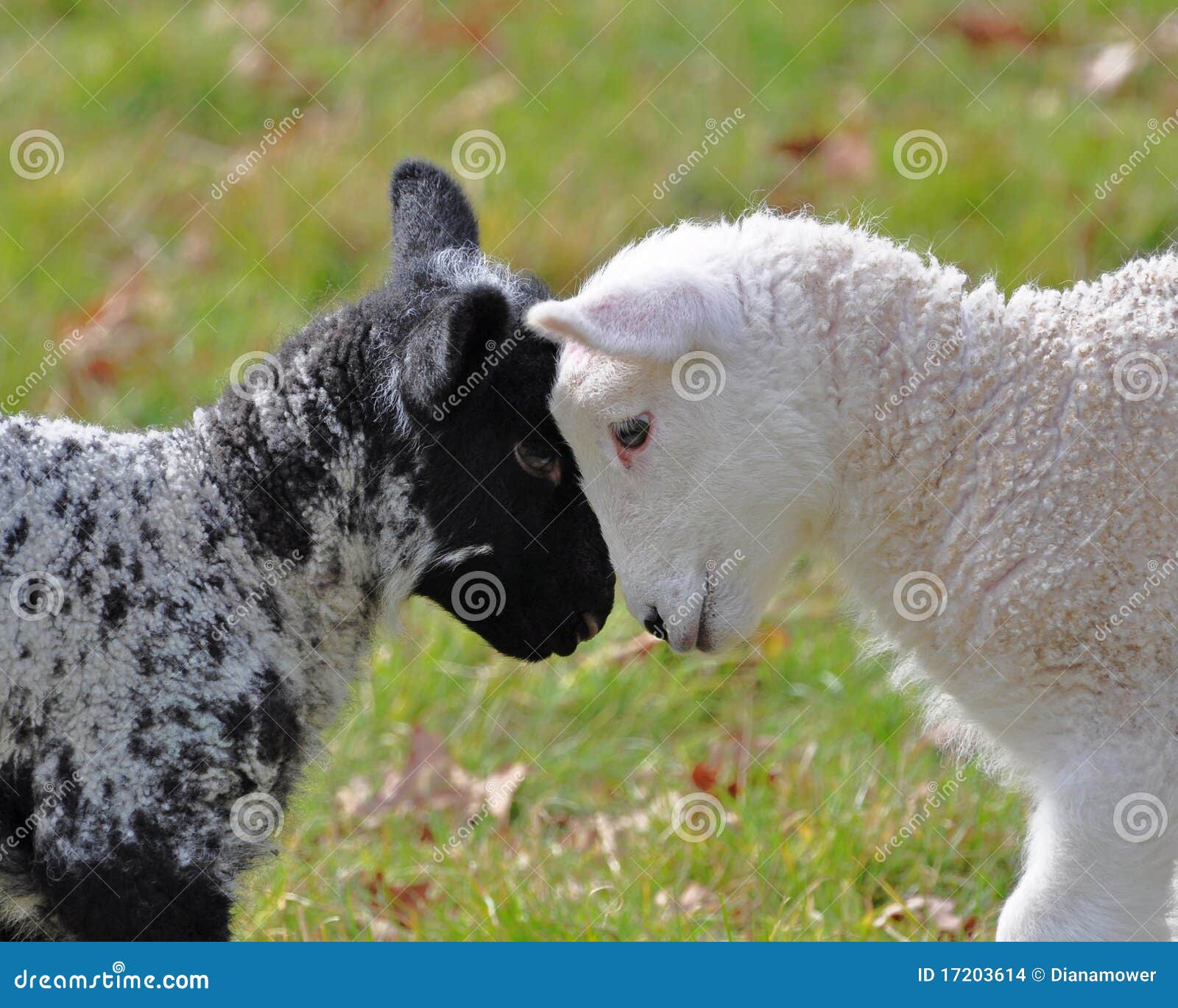 Spring Lambs stock photo. Image of farm, agriculture - 17203614
