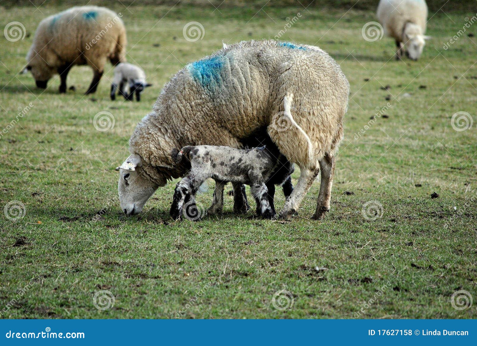 Spring lambs stock photo. Image of young, lamb, sheep - 17627158