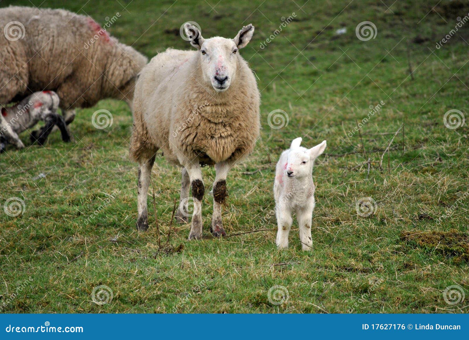 Spring lambs stock photo. Image of wild, roast, mammals - 17627176