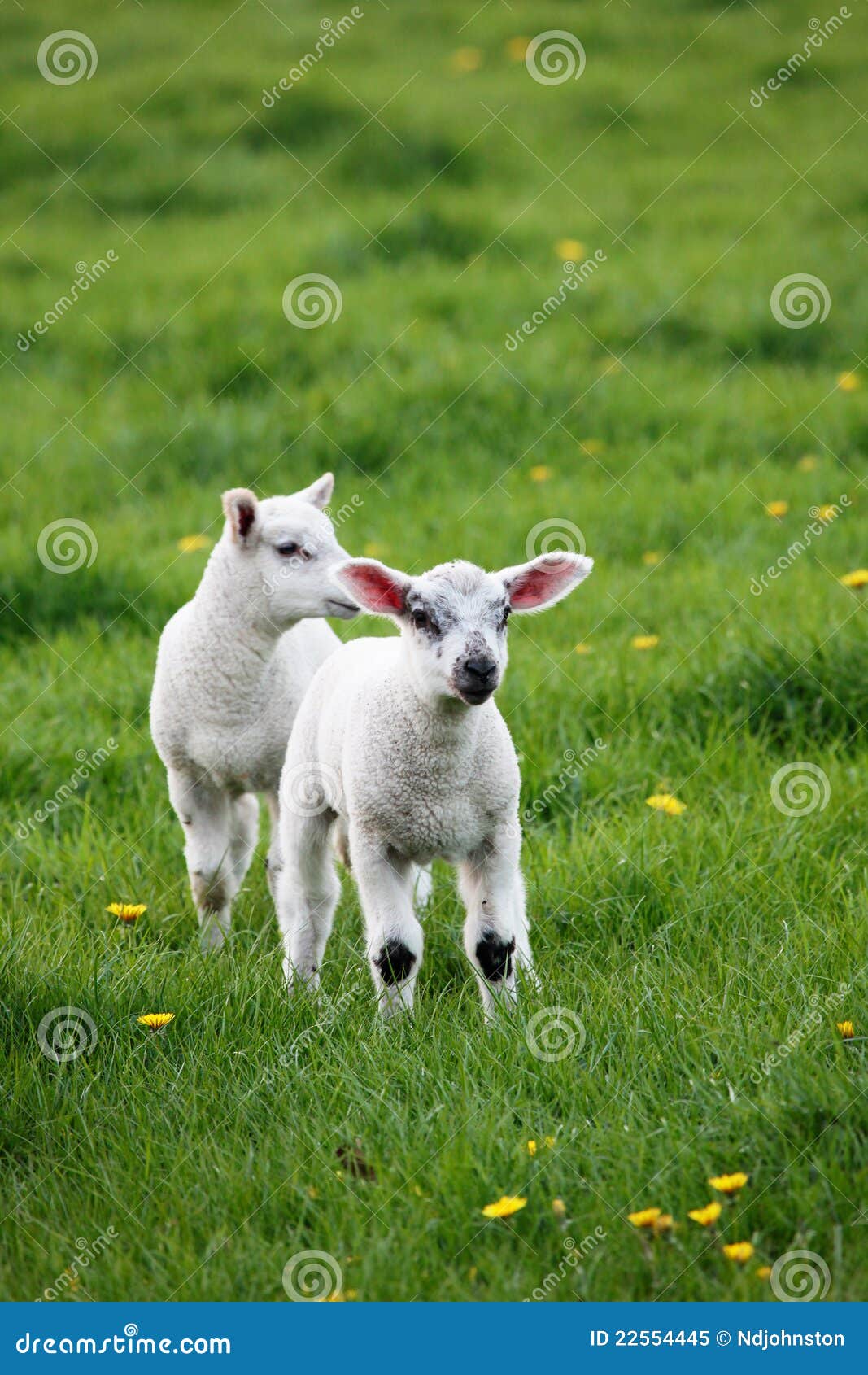 Spring lambs stock image. Image of camera, cute, flowers - 22554445