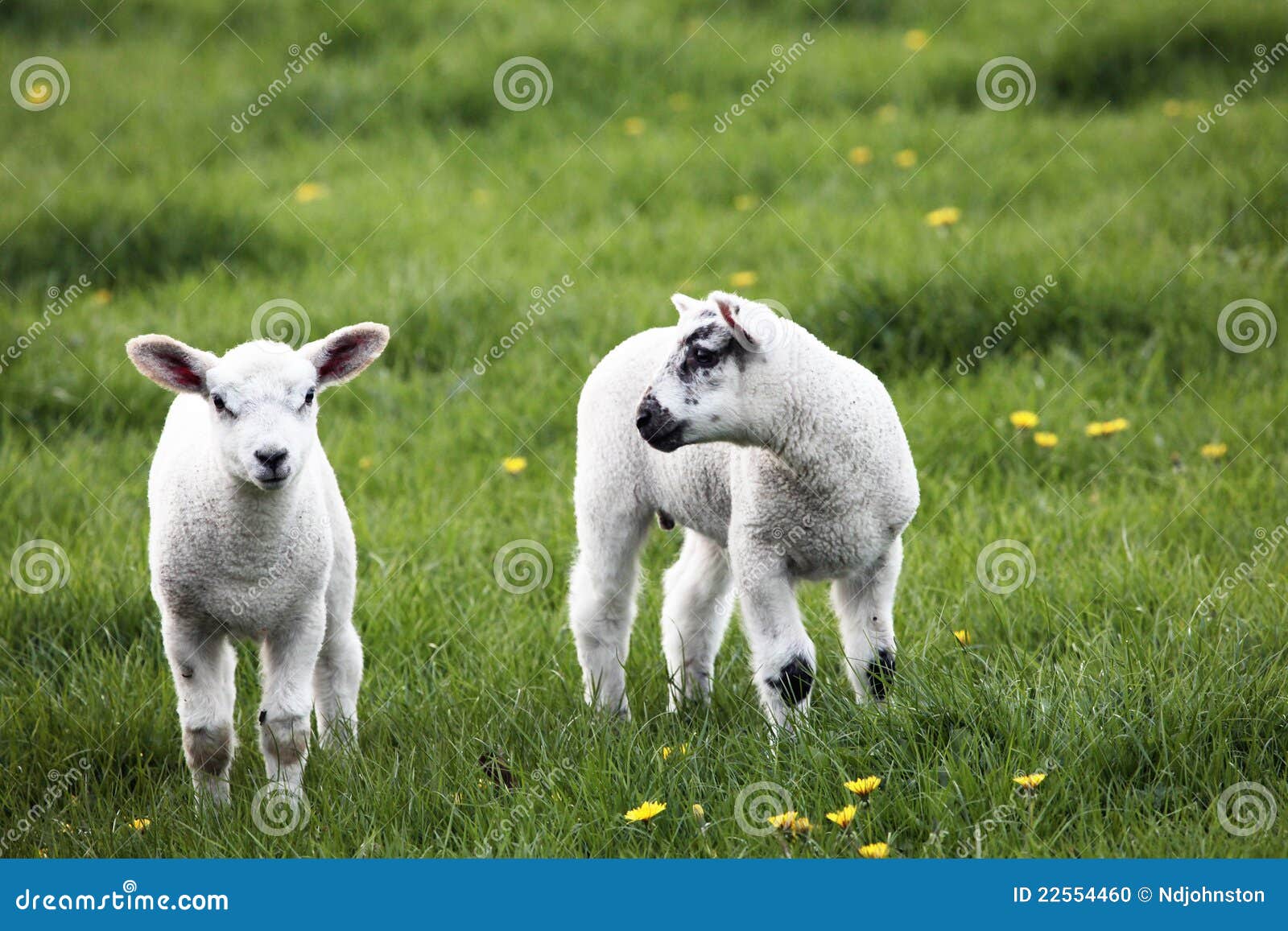 Spring lambs stock photo. Image of couple, grassm, attentive - 22554460