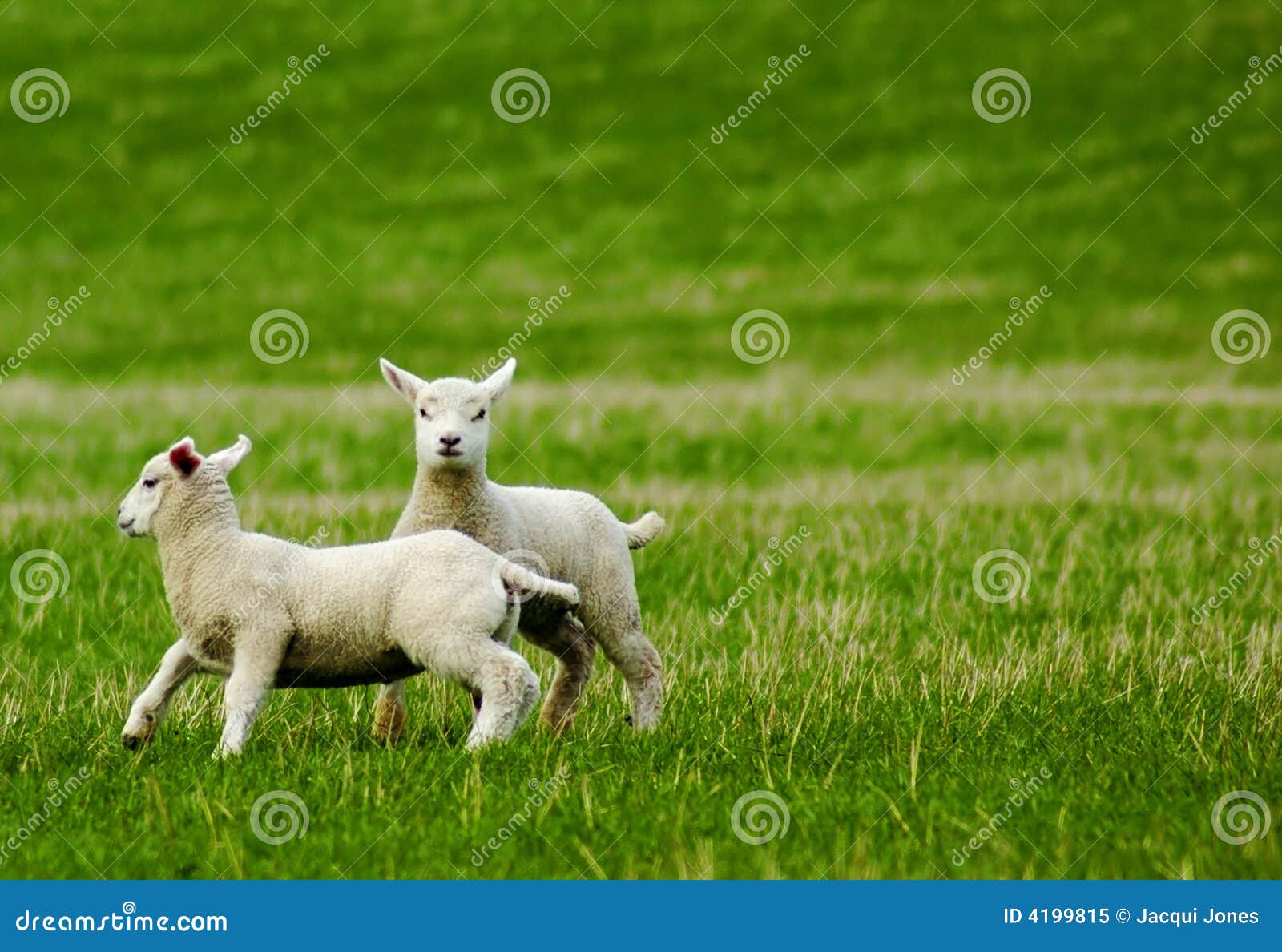 Spring lambs stock image. Image of farm, frolick, lamb - 4199815