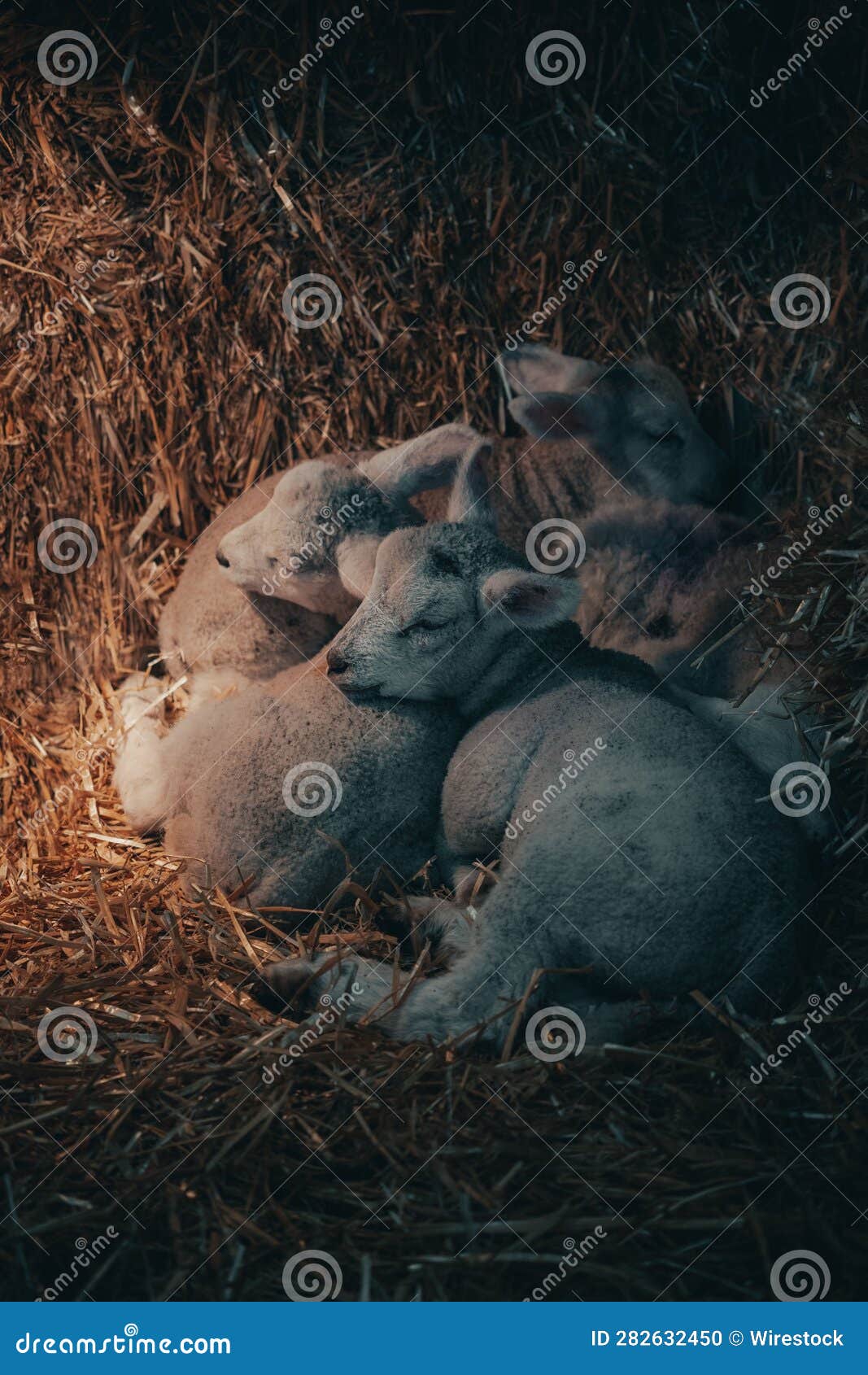Spring Lambs Cuddling in a Group Stock Photo - Image of animal, baby ...