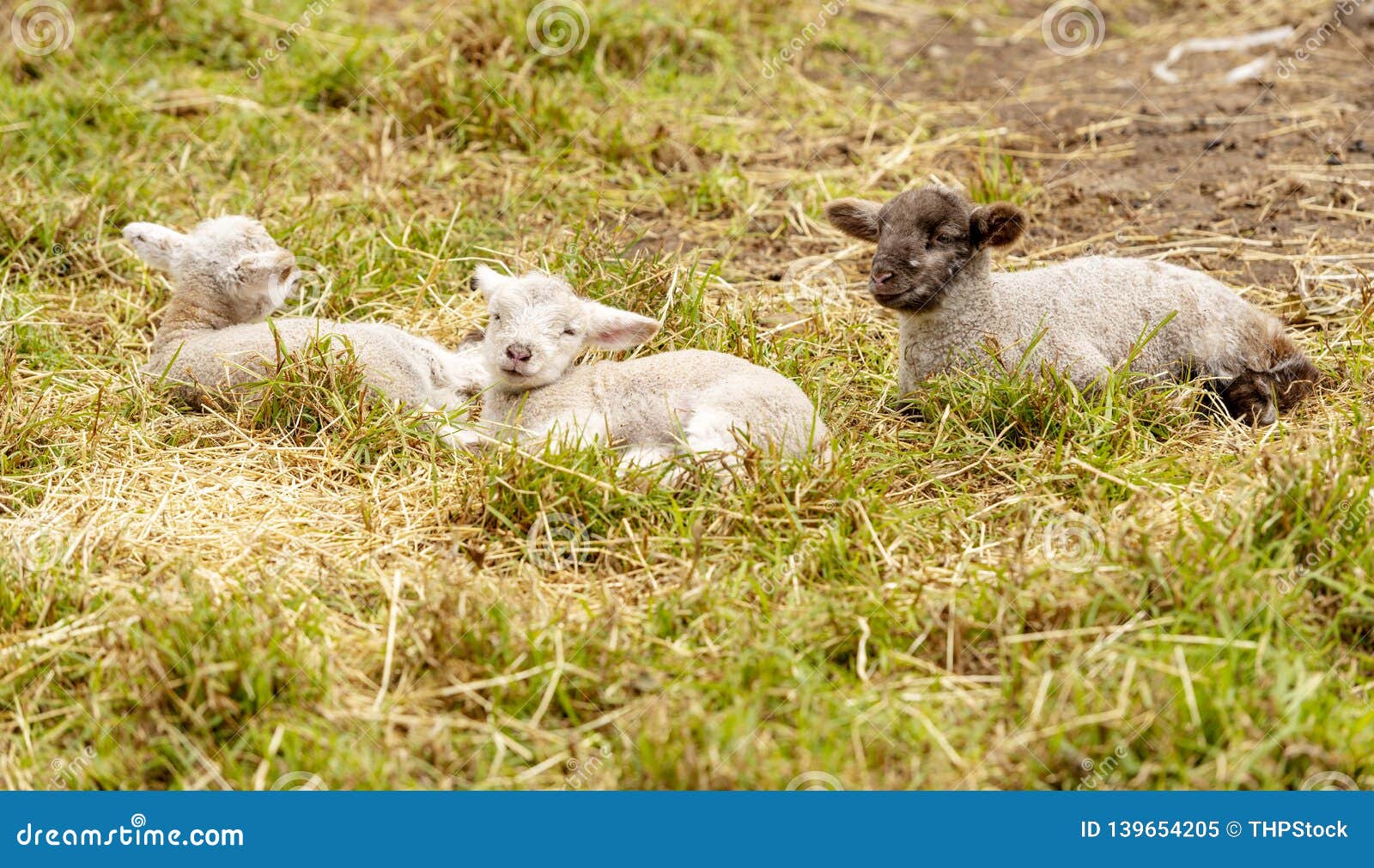 Spring Lambs in Field stock image. Image of animal, field - 139654205